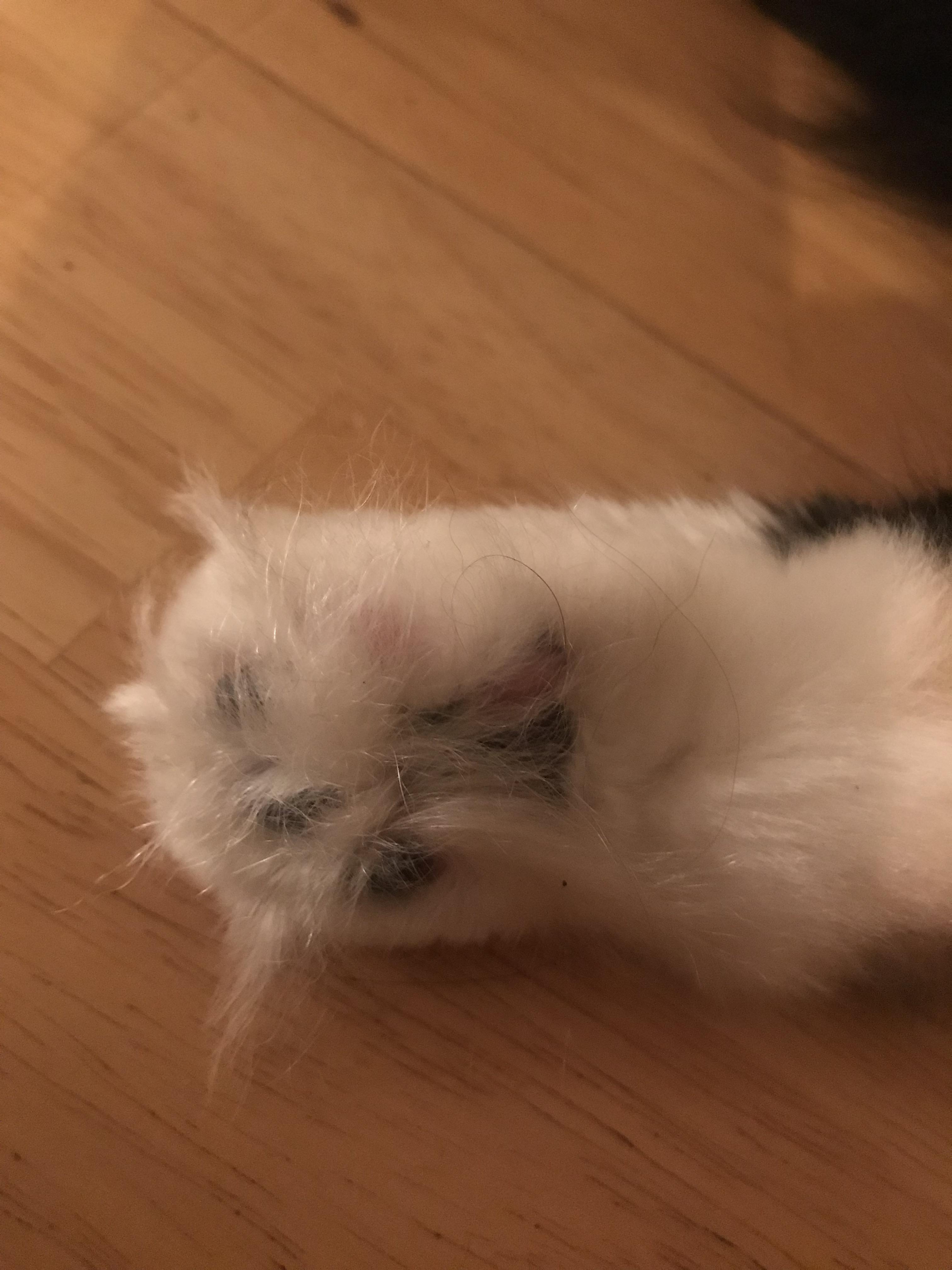 Fluffy beans | Scrolller