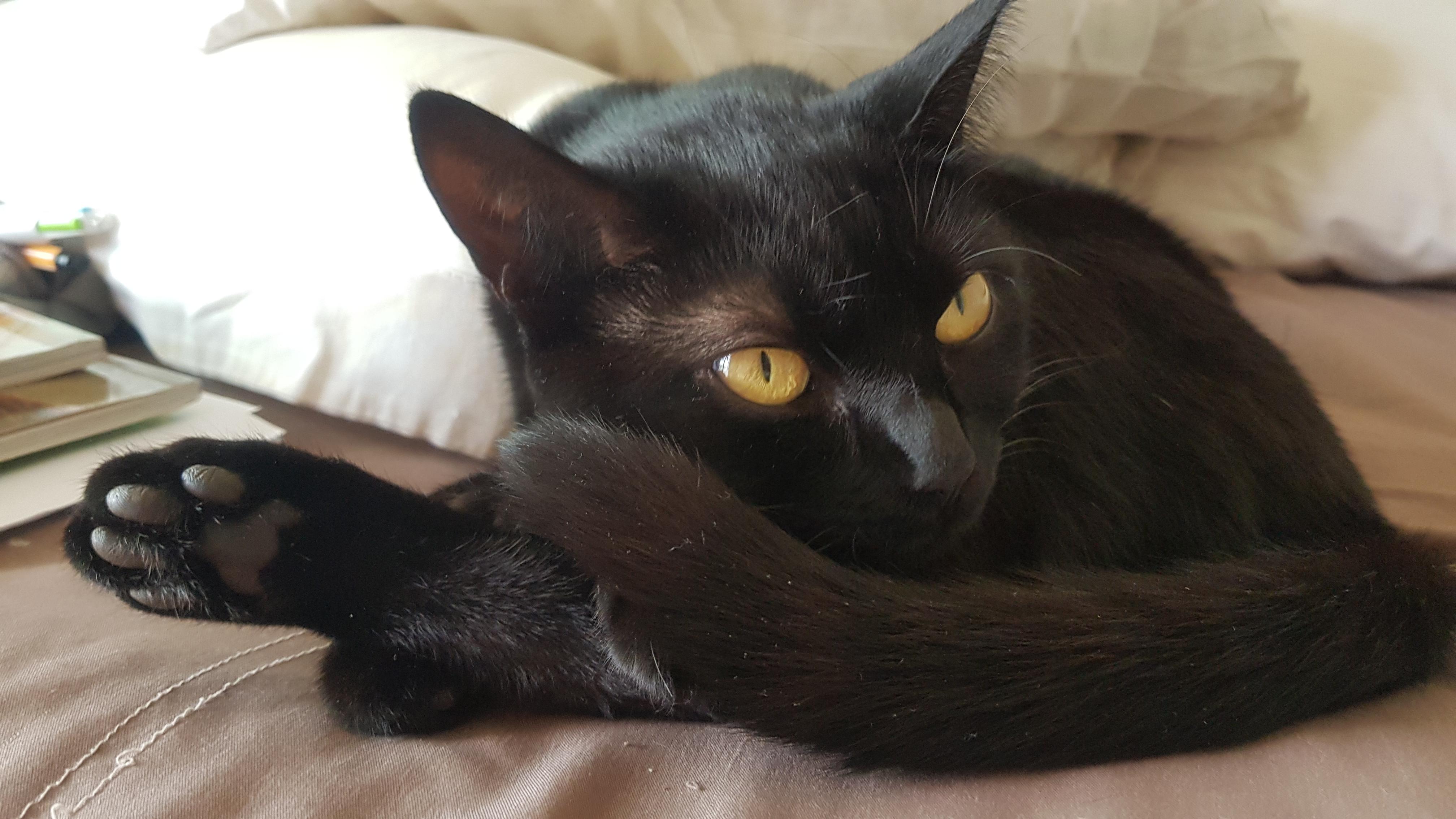 Fluffy beans and pretty eyes | Scrolller