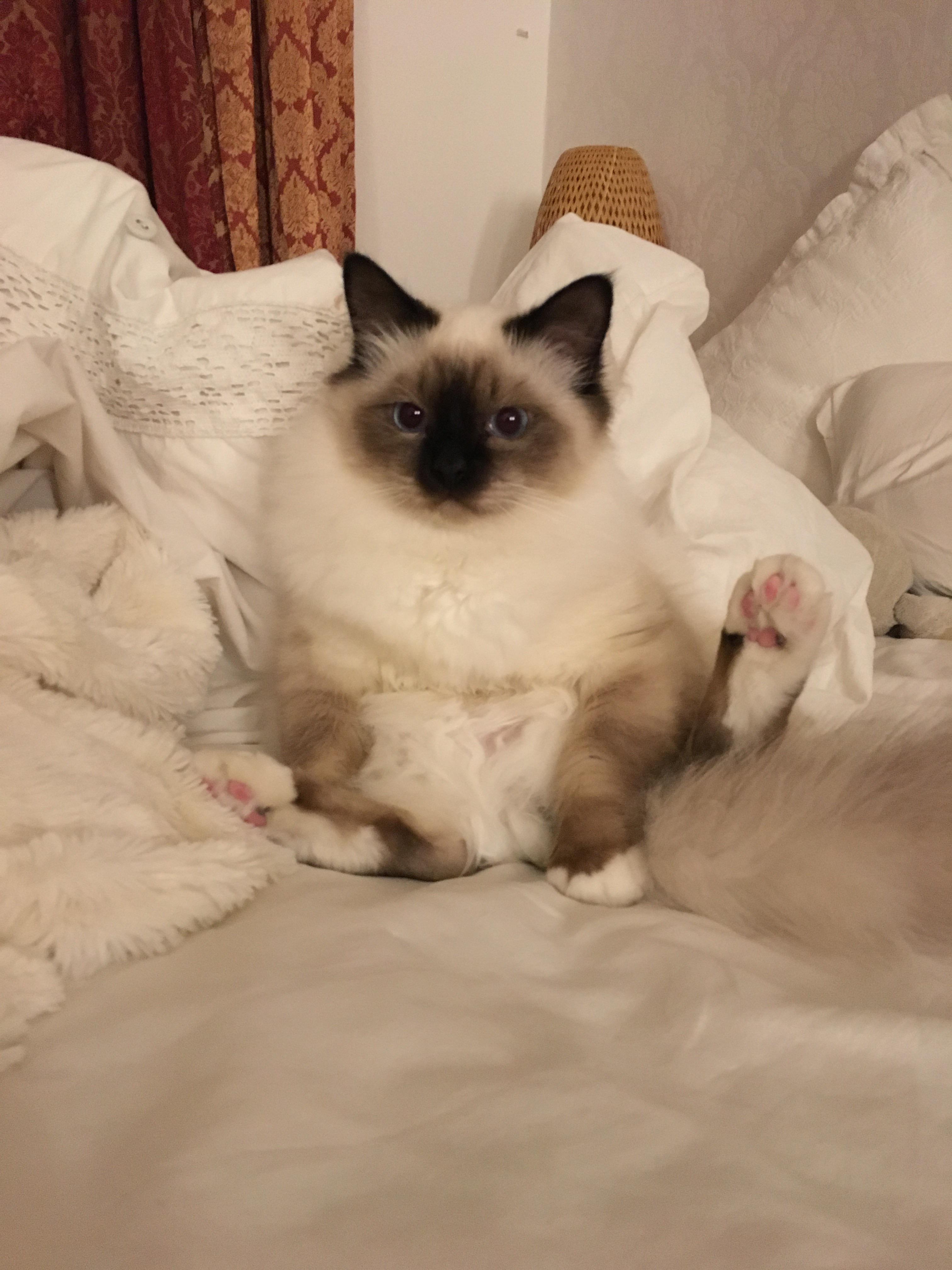 Fluffy beans | Scrolller