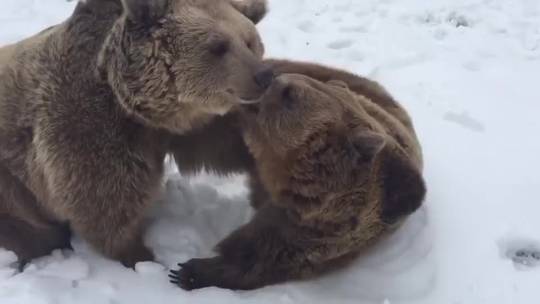 Fluffy bears play fighting in the snow | Scrolller