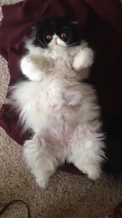 Fluffy belly | Scrolller