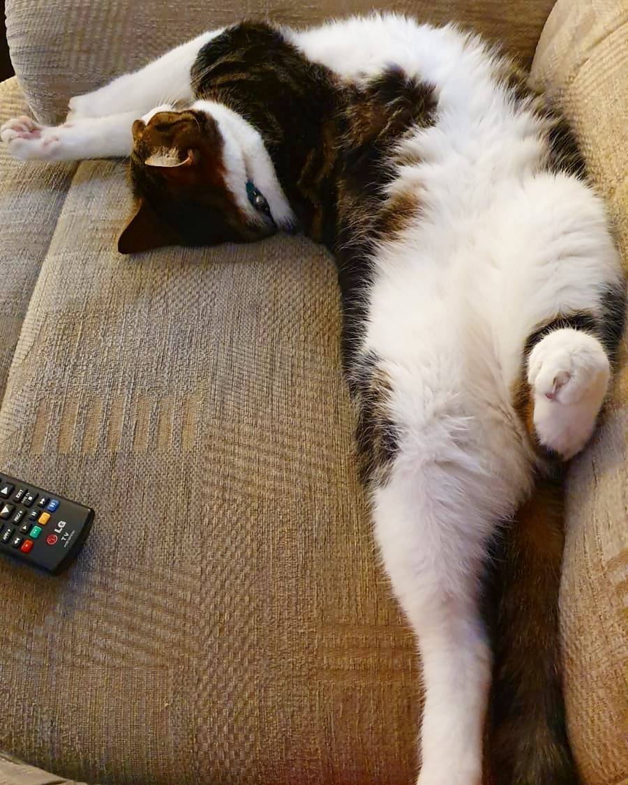 fluffy belly | Scrolller