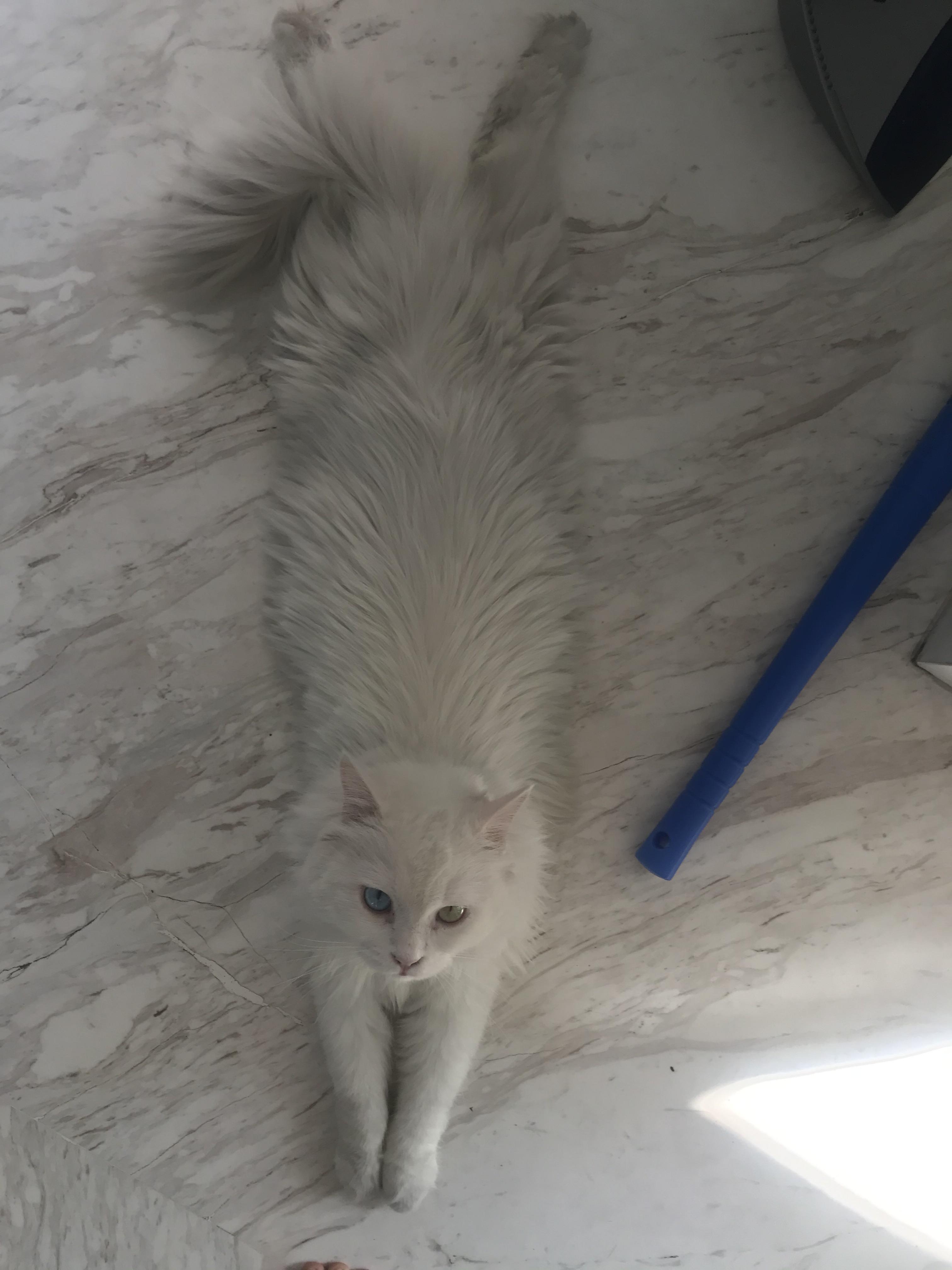 Fluffy boi does a sploot | Scrolller