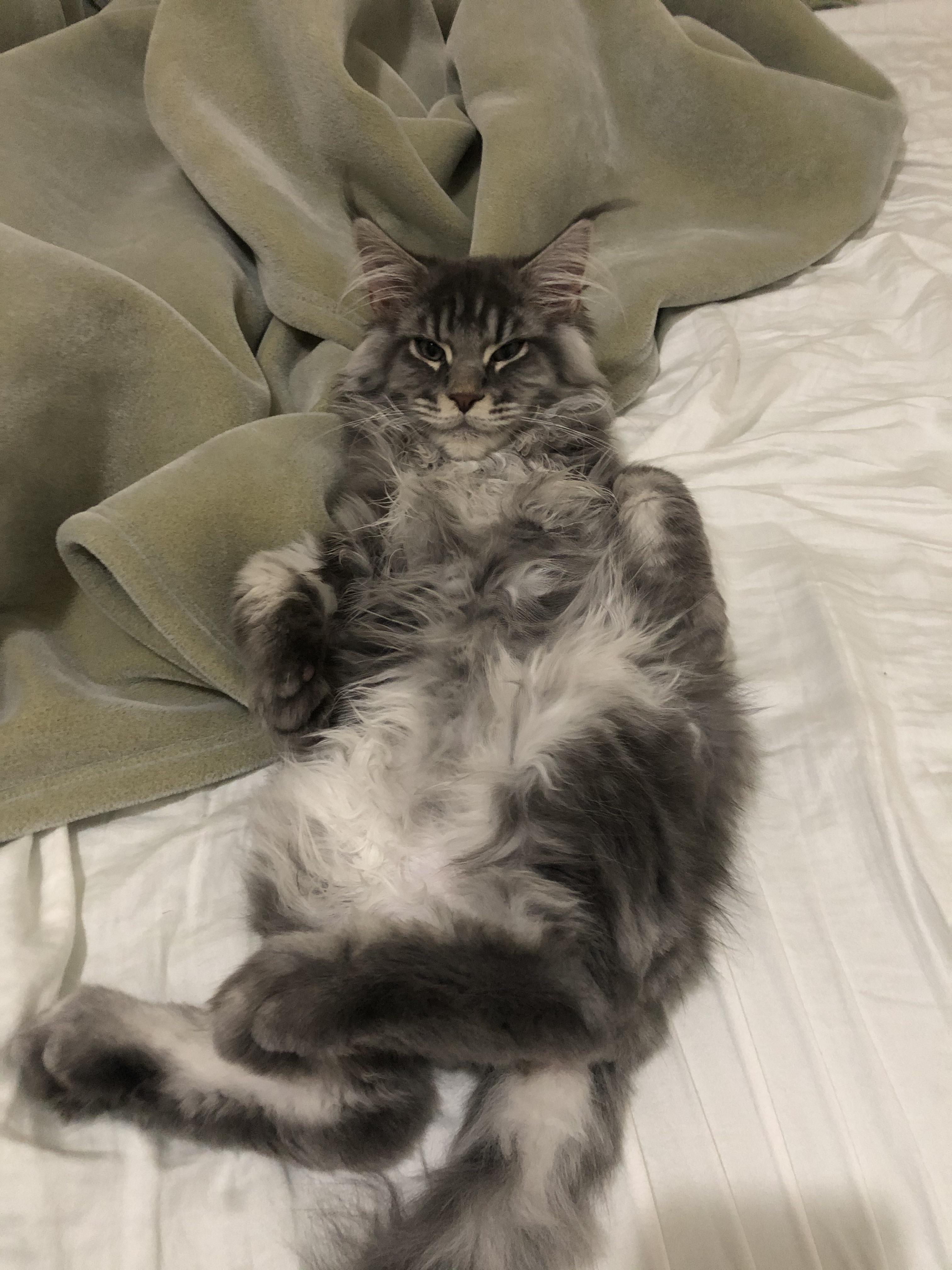 Fluffy Boy | Scrolller