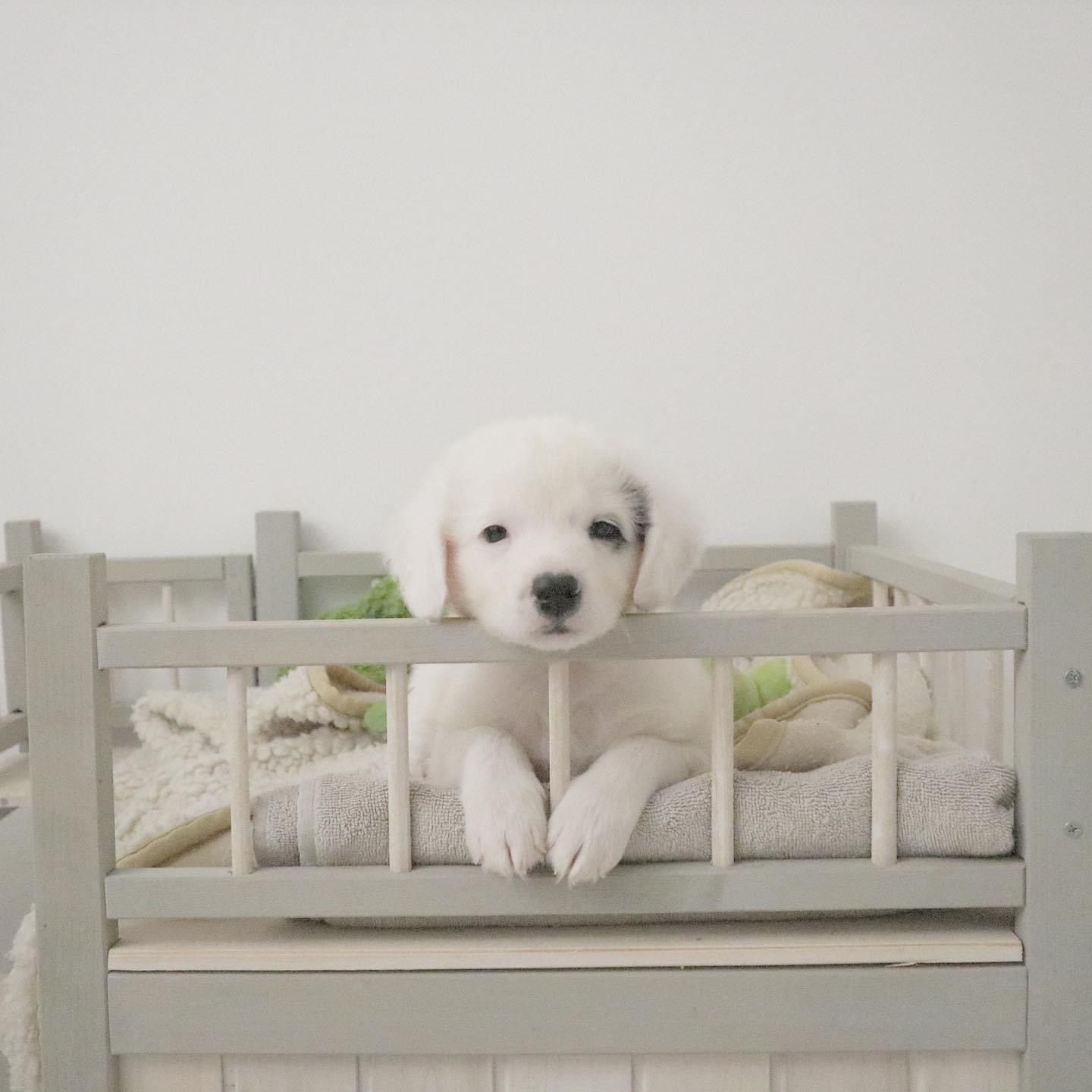 Fluffy Boy George. (Greek sheepdog puppy) | Scrolller