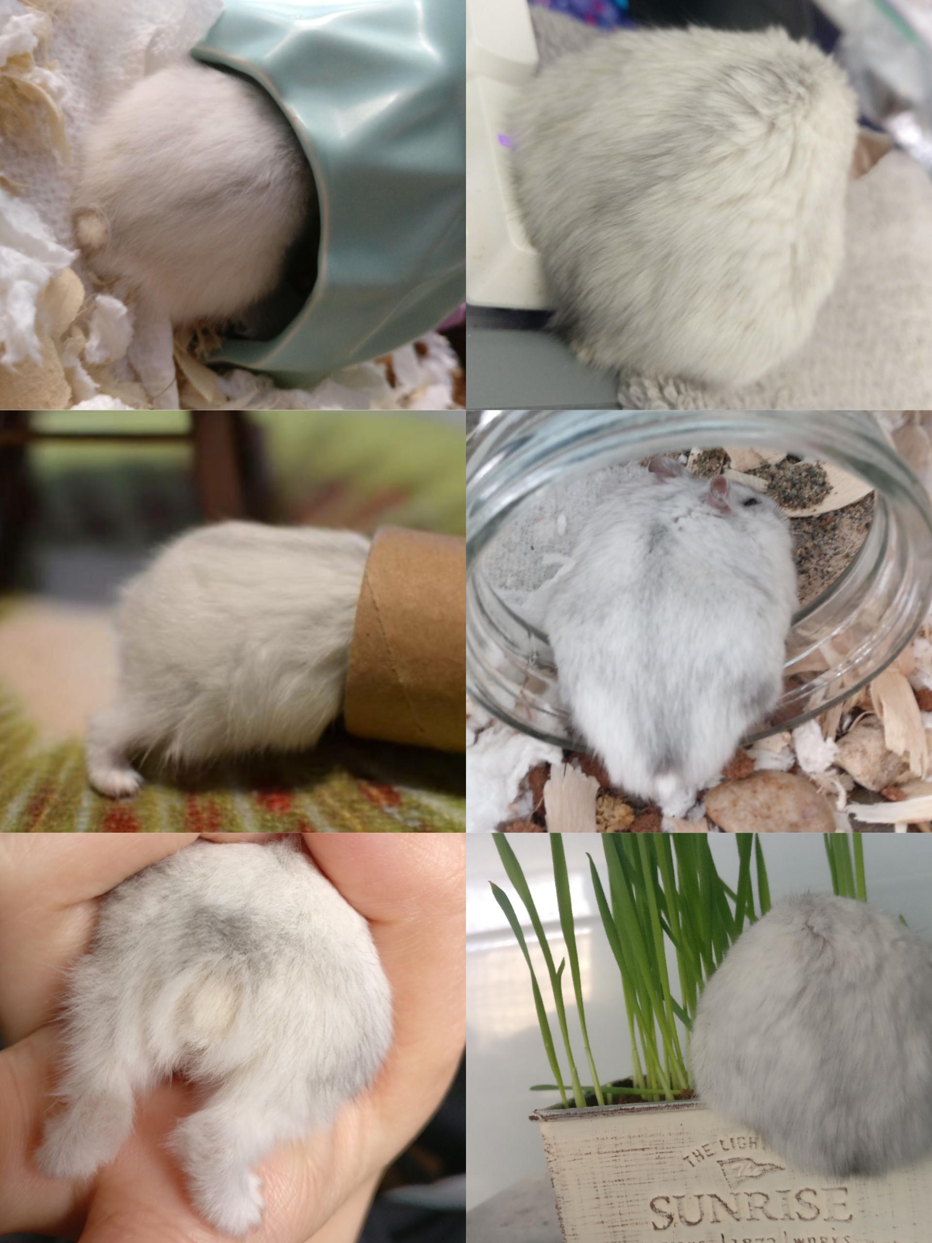 fluffy cloud bum | Scrolller