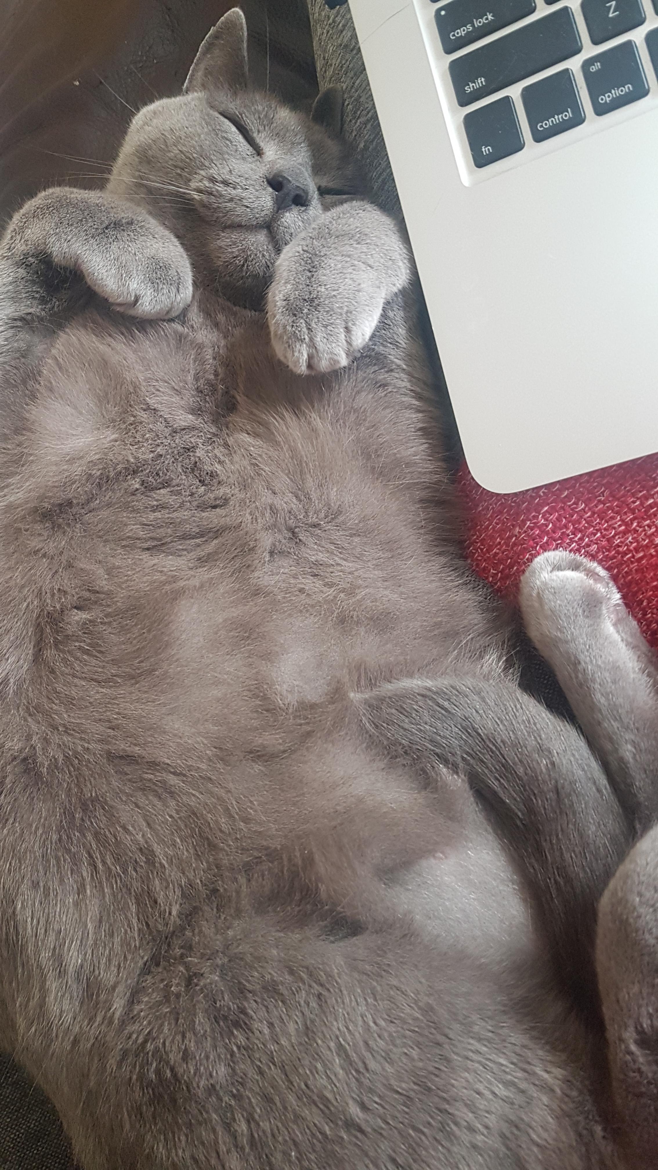 Fluffy flolloped tum! | Scrolller