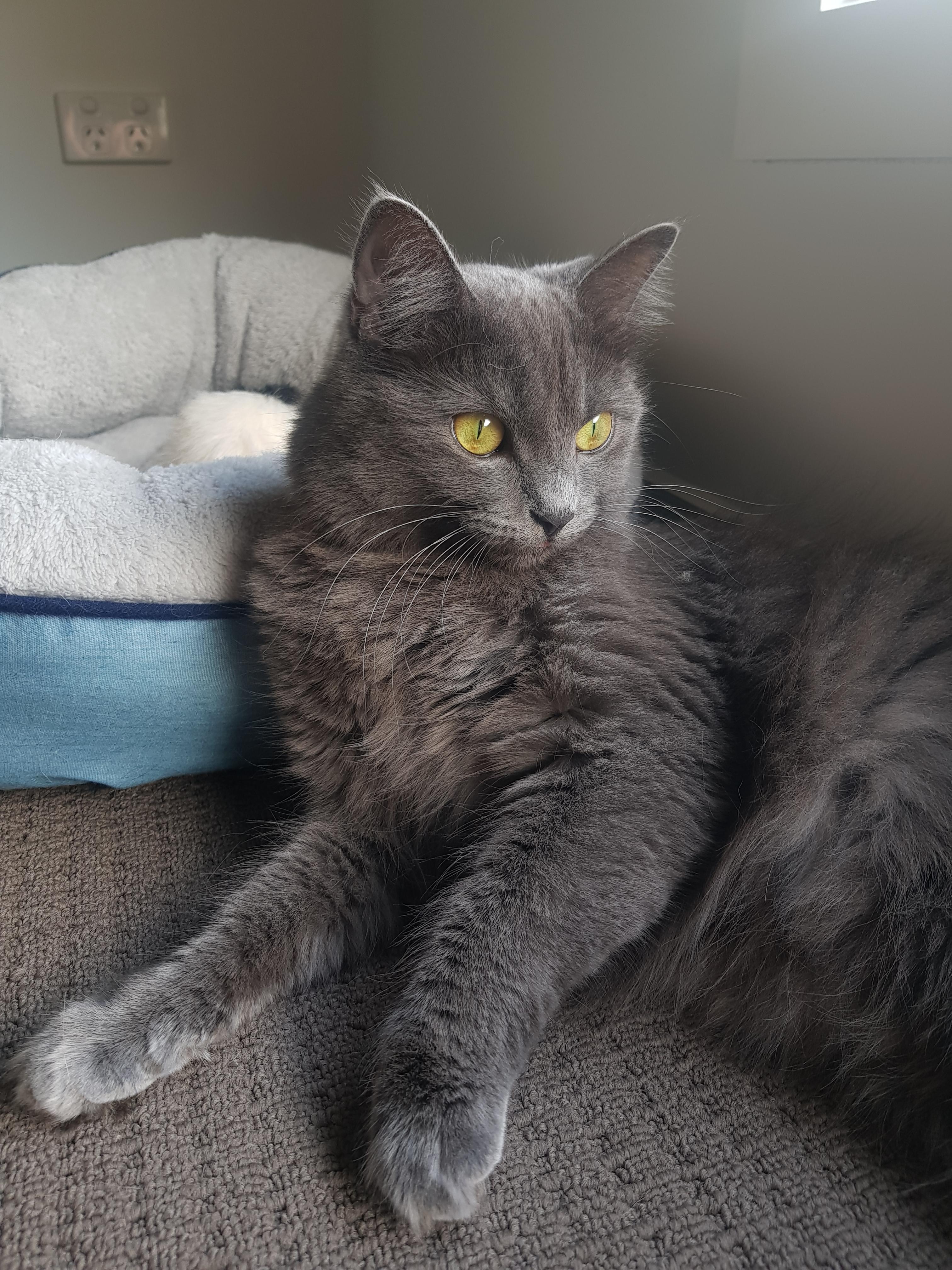 Fluffy kitty sitting pretty | Scrolller