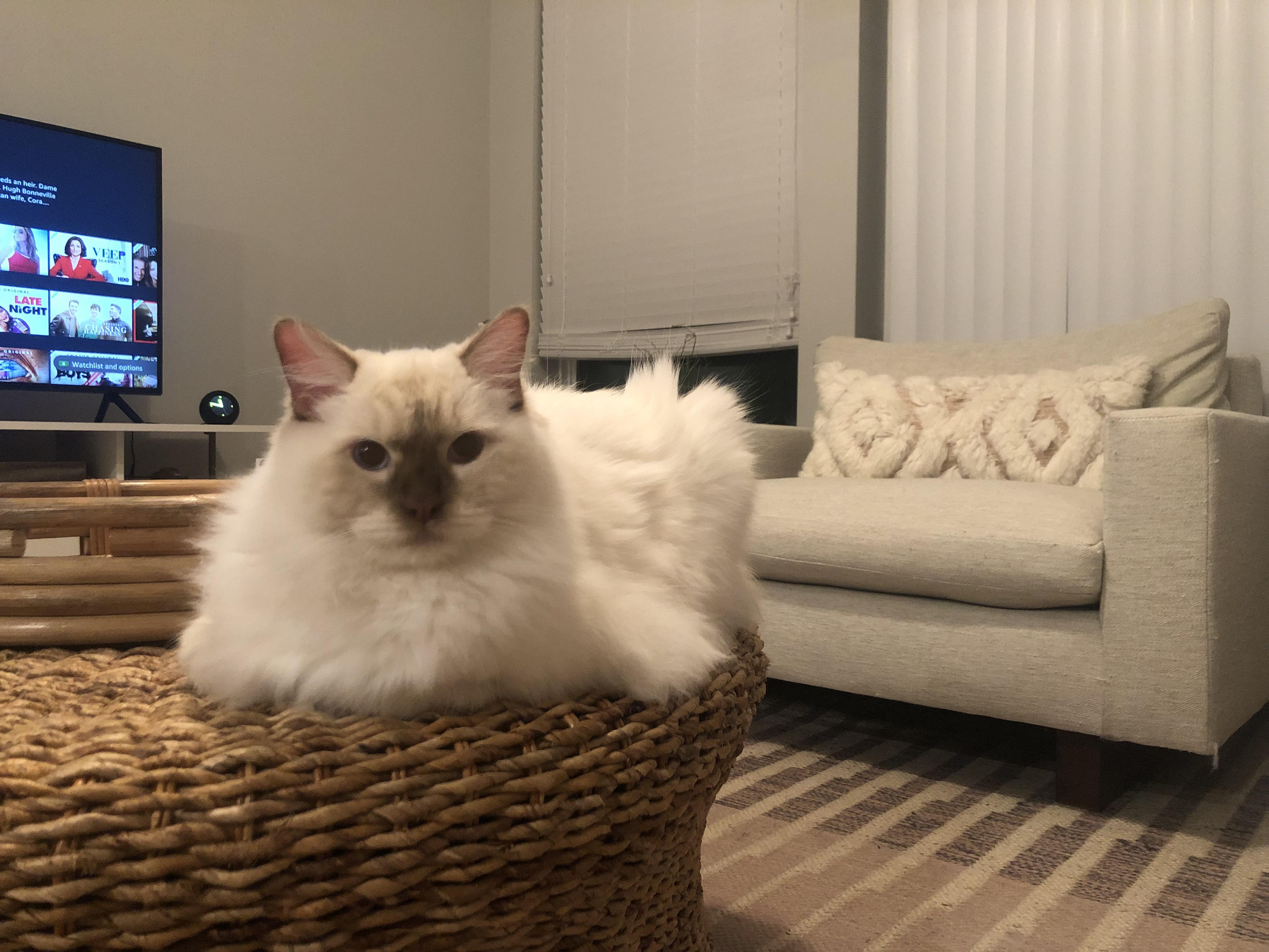 Fluffy loaf | Scrolller