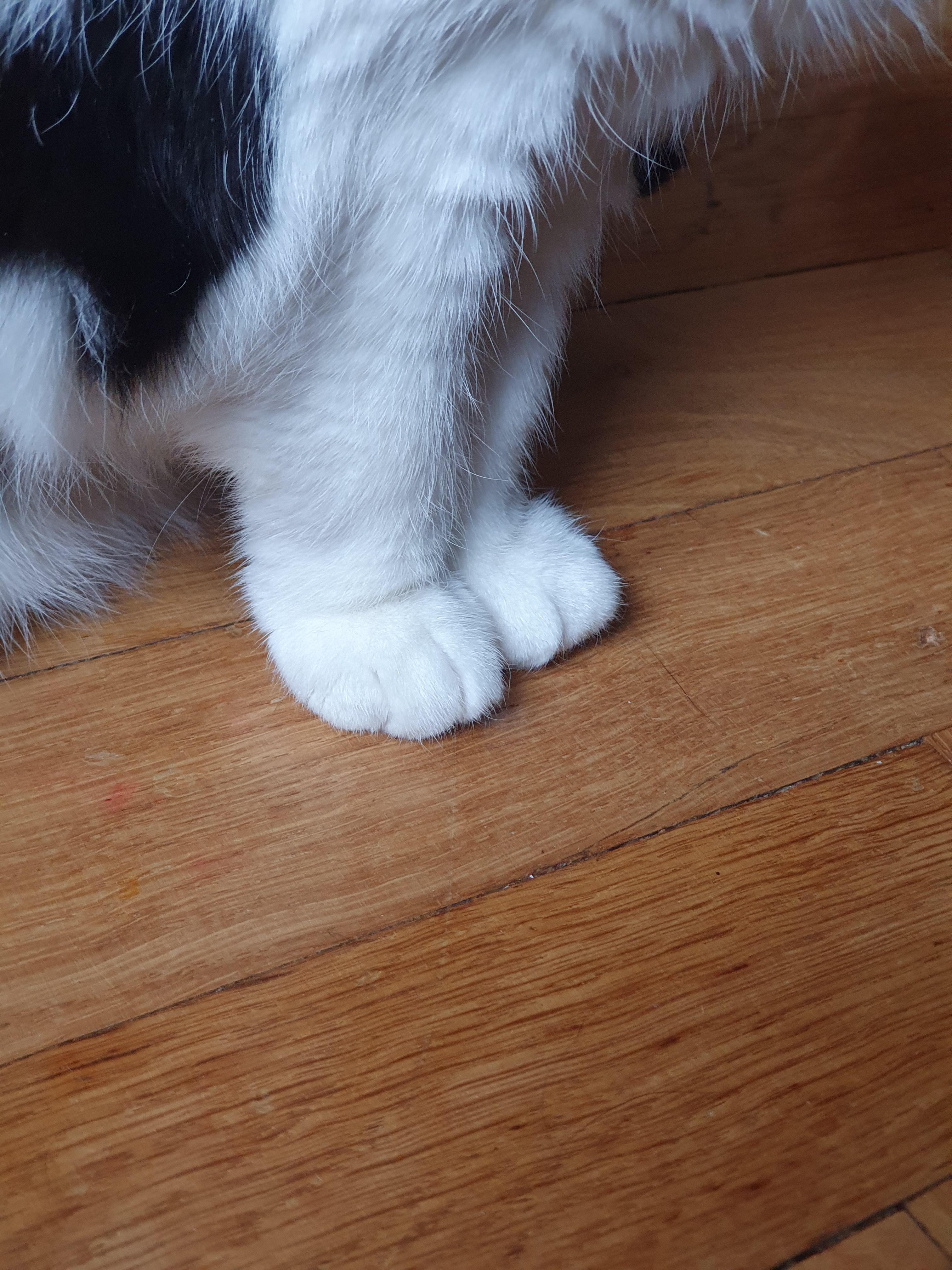 Fluffy paws | Scrolller