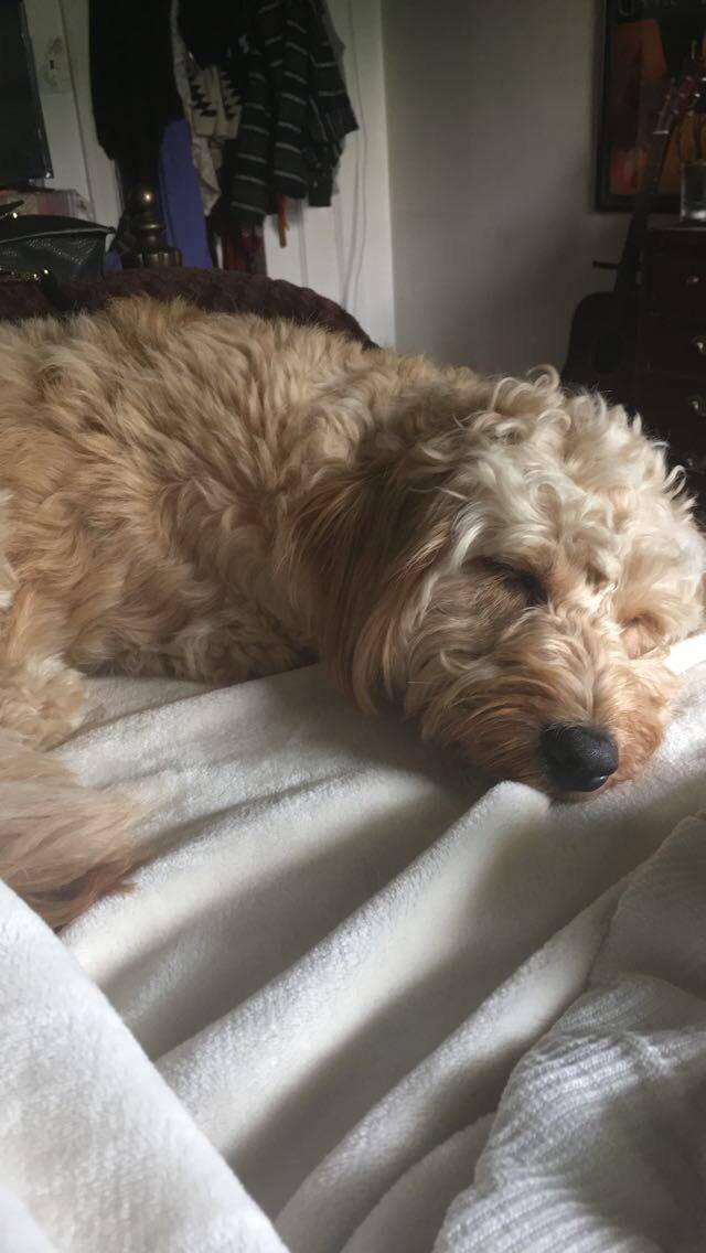 Fluffy sleeping angel | Scrolller