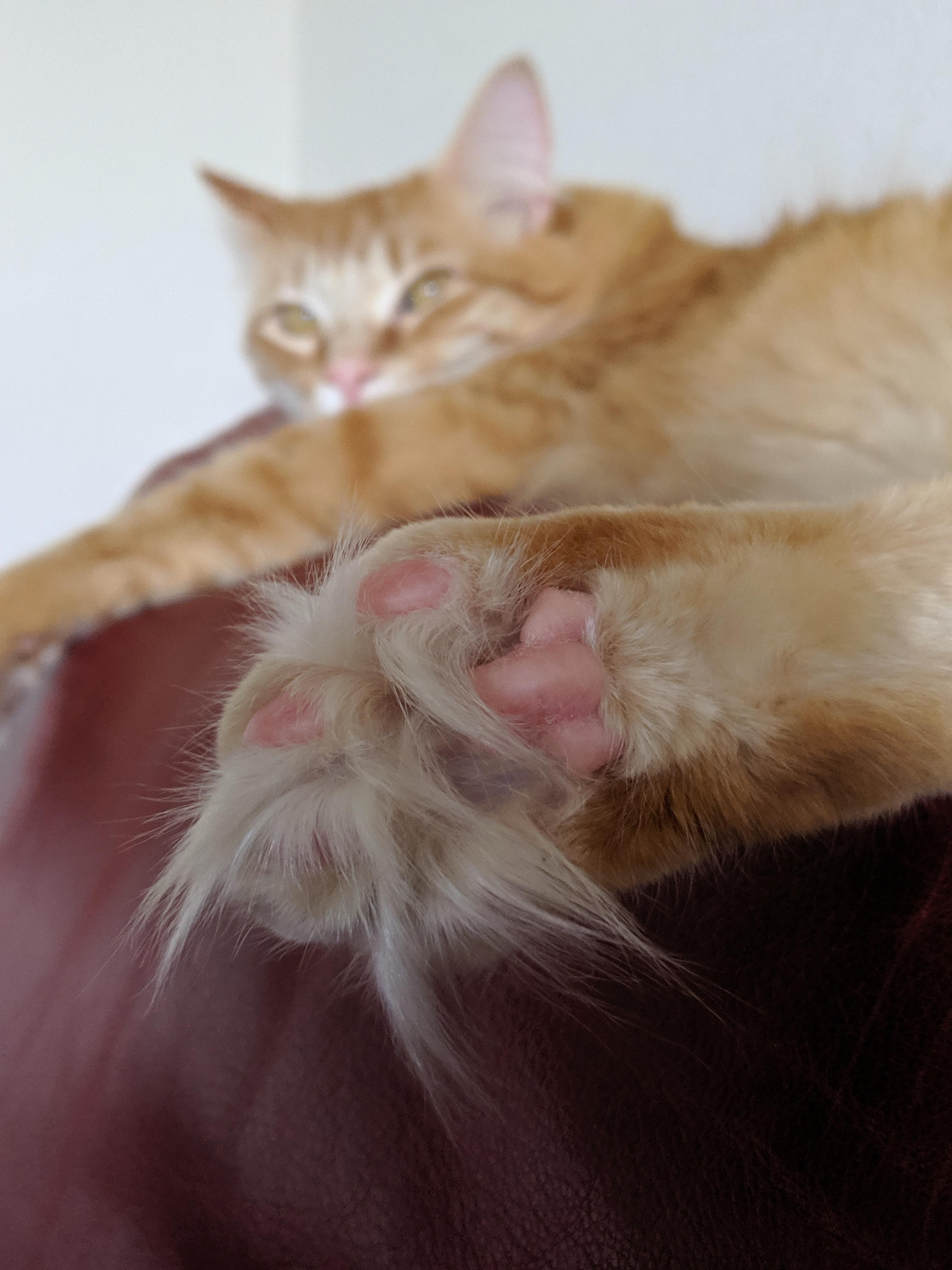 Fluffy toe beans | Scrolller