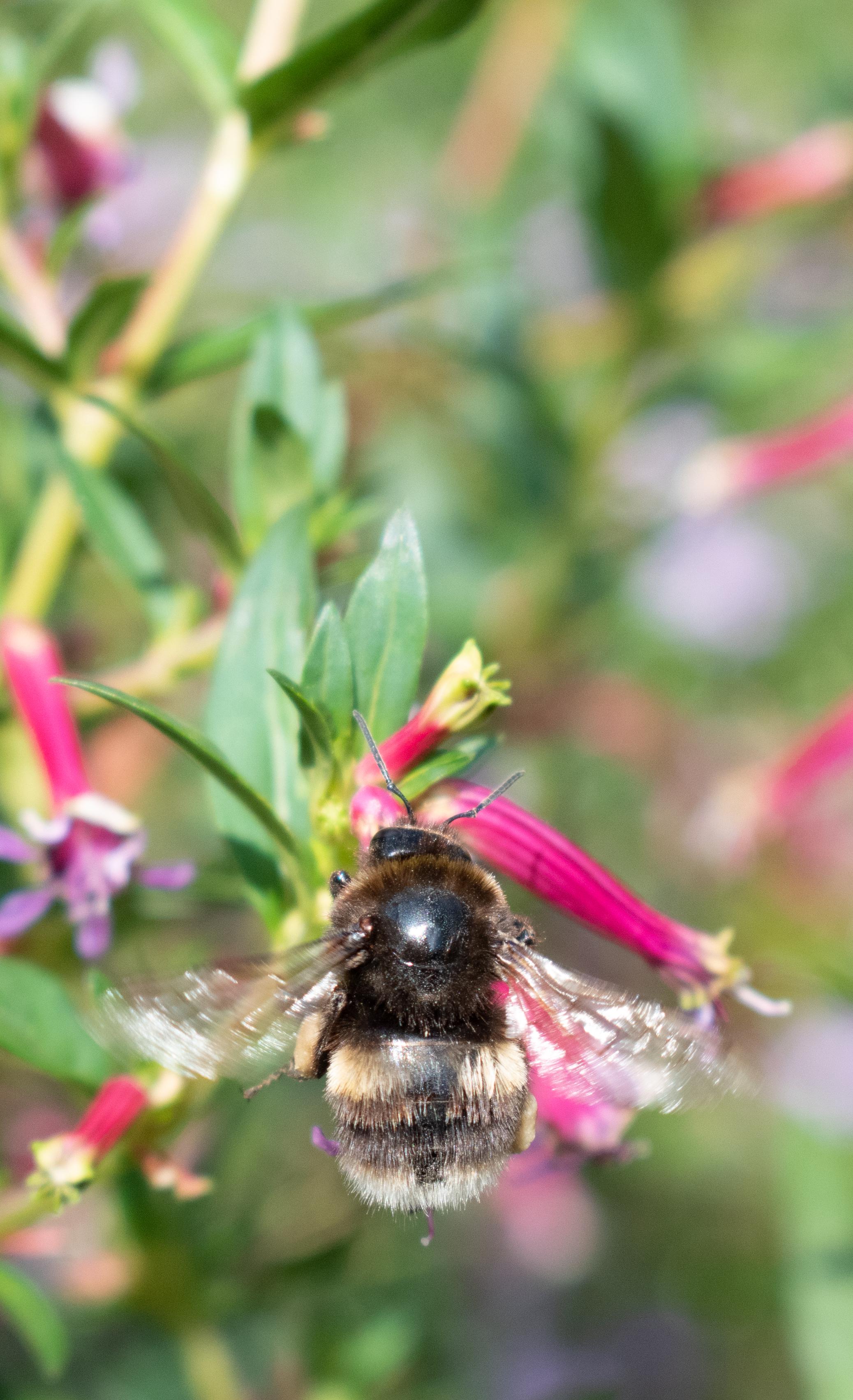 Flying bumble bee | Scrolller