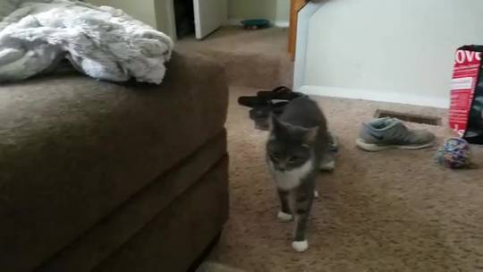 Flying slap | Scrolller