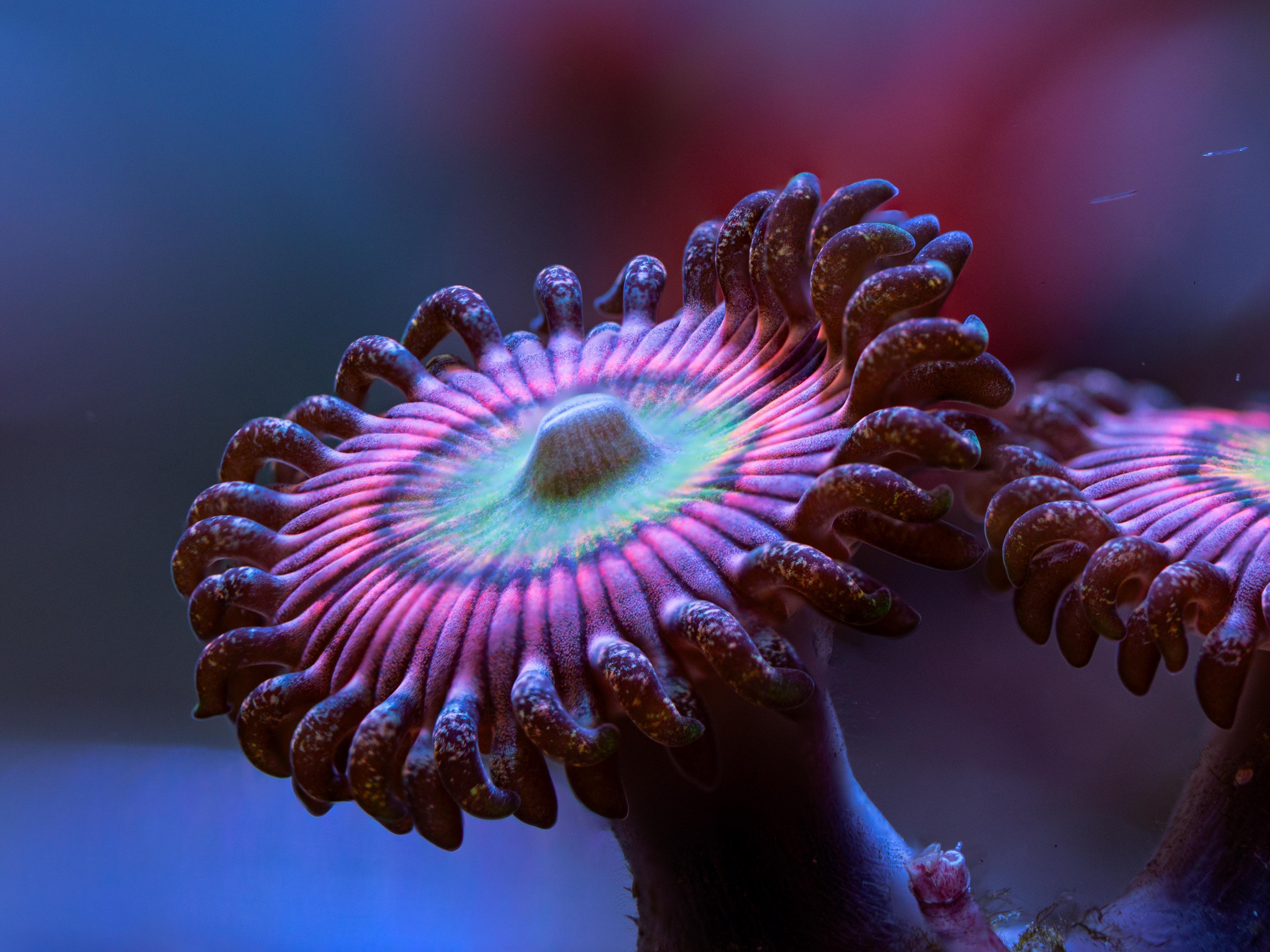 Focal Stacked Jason Fox Insane Rainbow Macro | Scrolller