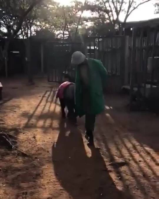 Following around her new foster mom who will help raise her for the next few years. | Scrolller