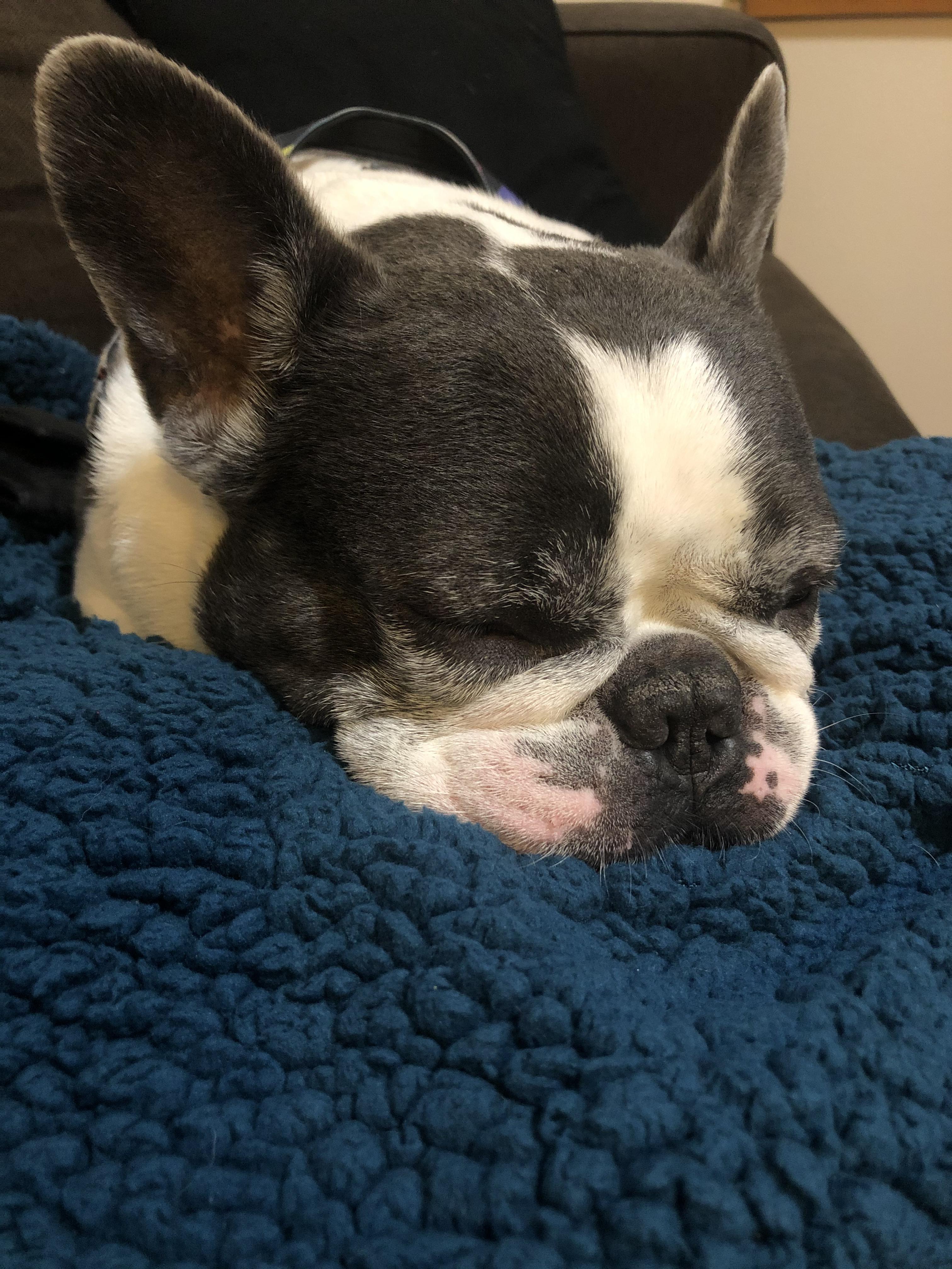 for anyone wondering... this is the chonky boy who takes me for walks every day 😭 | Scrolller