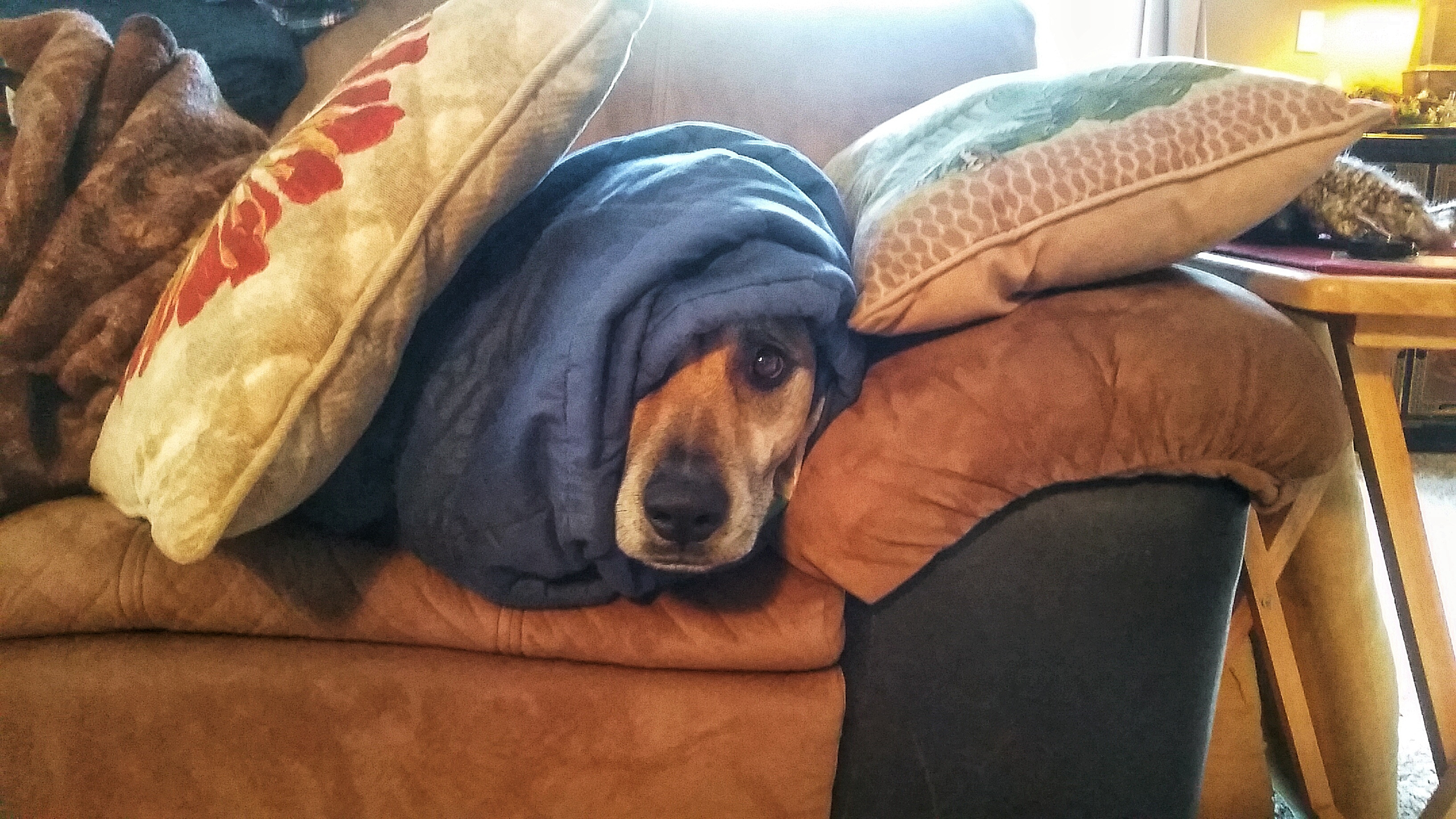 "For the love of Jesus, please make the goddamn fireworks stop!!!" -My dog since last night ...