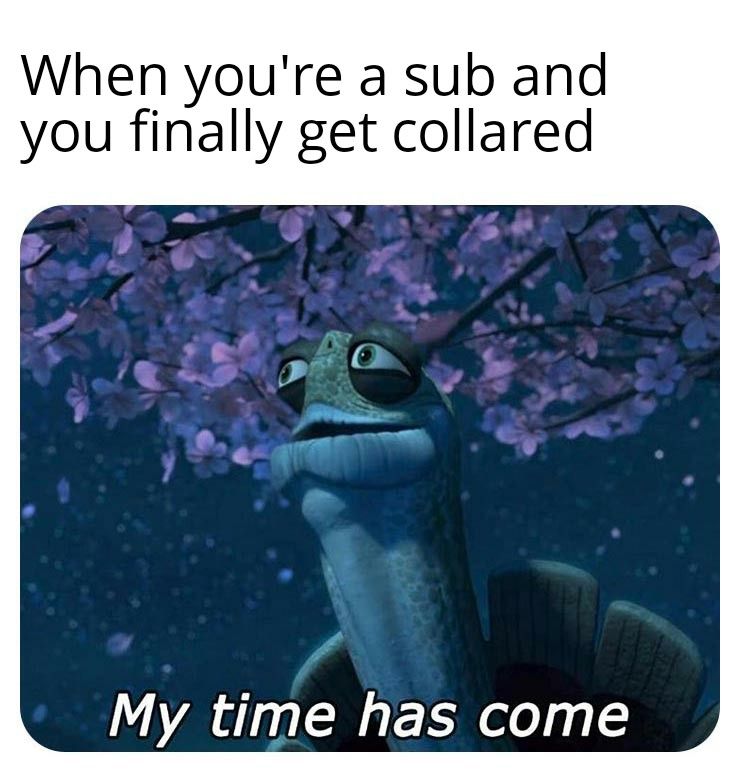 For ya subs, I'm trying | Scrolller