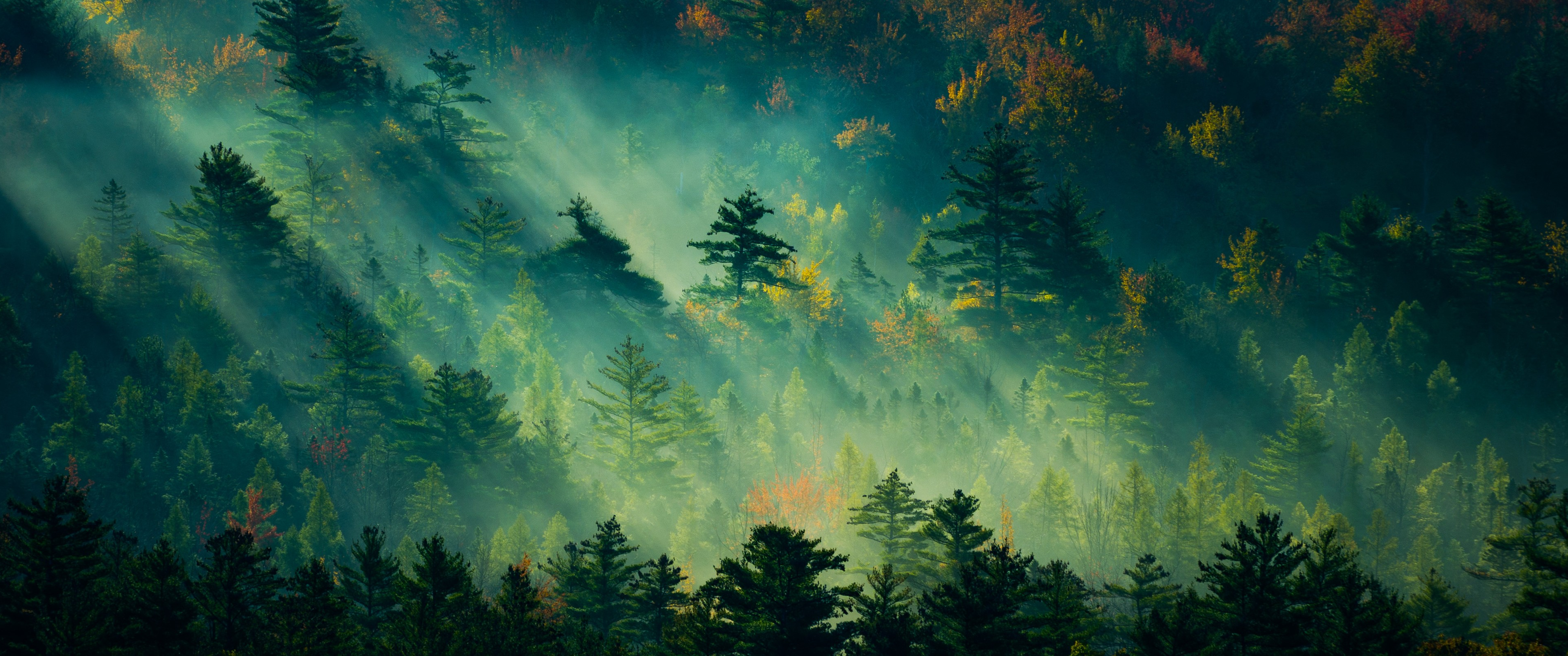 Forest 3440x1440 | Scrolller