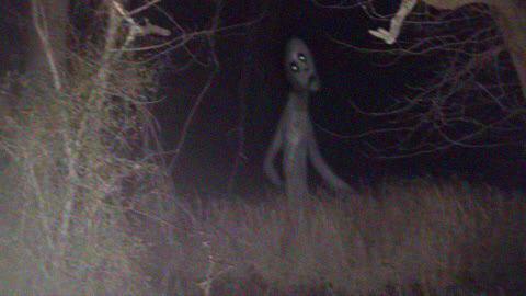 Forest Alien | Scrolller