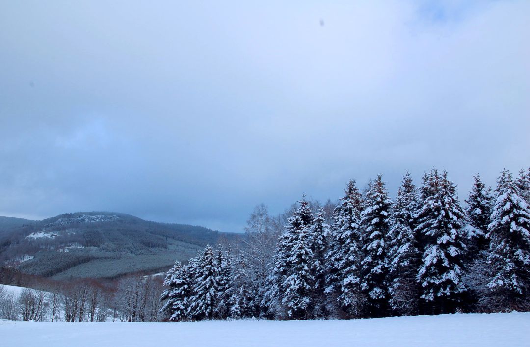 Forest in western germany | Scrolller