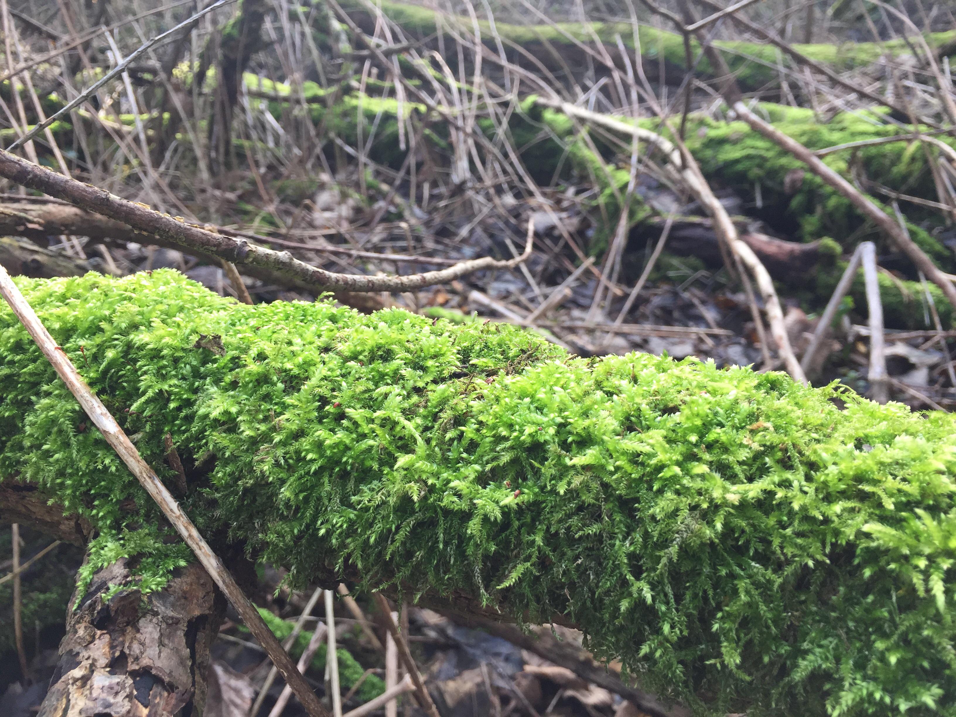forest moss | Scrolller