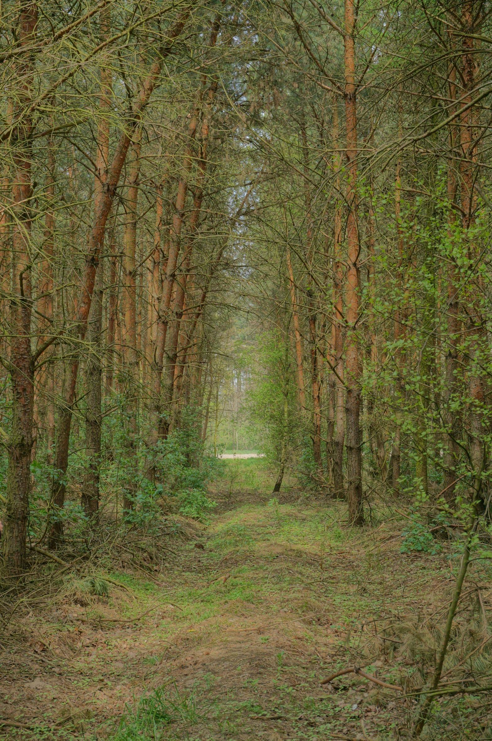 Forest Path | Scrolller