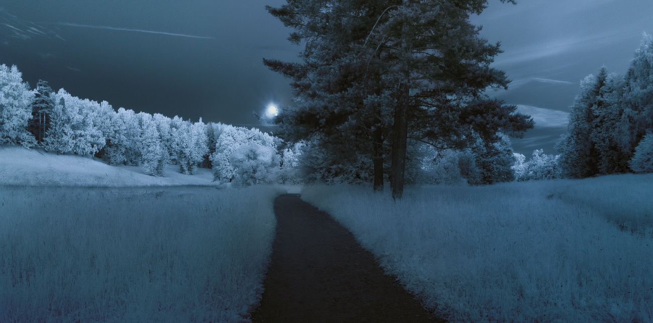Forest path, under a full moon [1300x643] | Scrolller