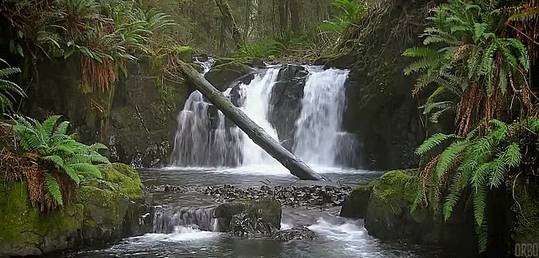 Forest waterfall (OC loop) | Scrolller