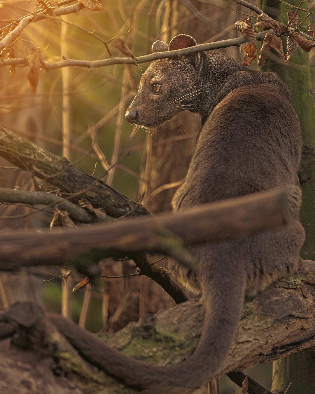 Fossa enjoying the last beams of sunlight during the golden hour | Scrolller
