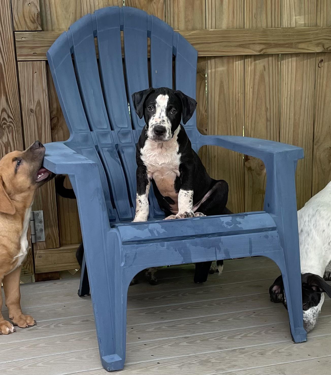 Foster pup Trapper. He rules them ALL! | Scrolller