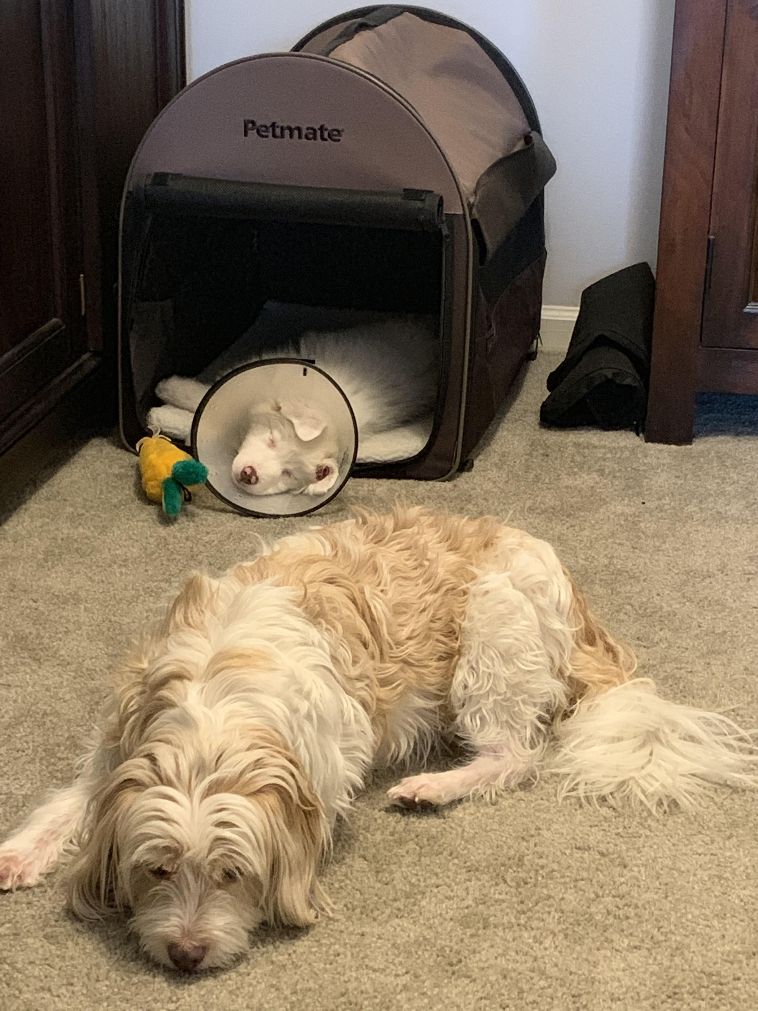 Foster puppy just making himself at home | Scrolller