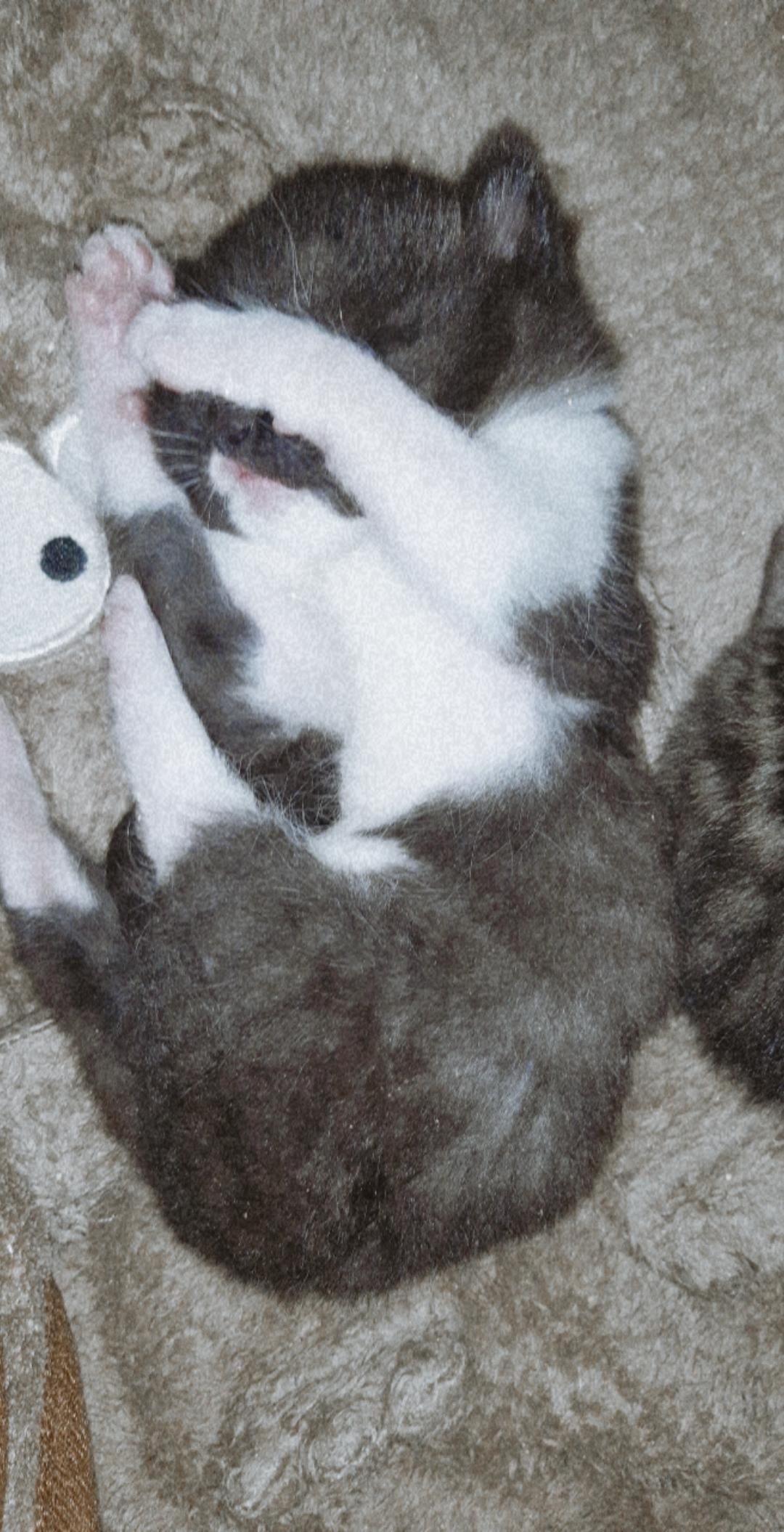 Fostering two new bottle babies - you see, I'm not all just hairy legs and hot tits! | Scrolller