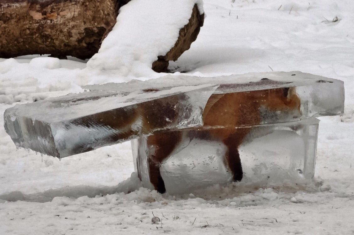 Fox frozen in ice | Scrolller