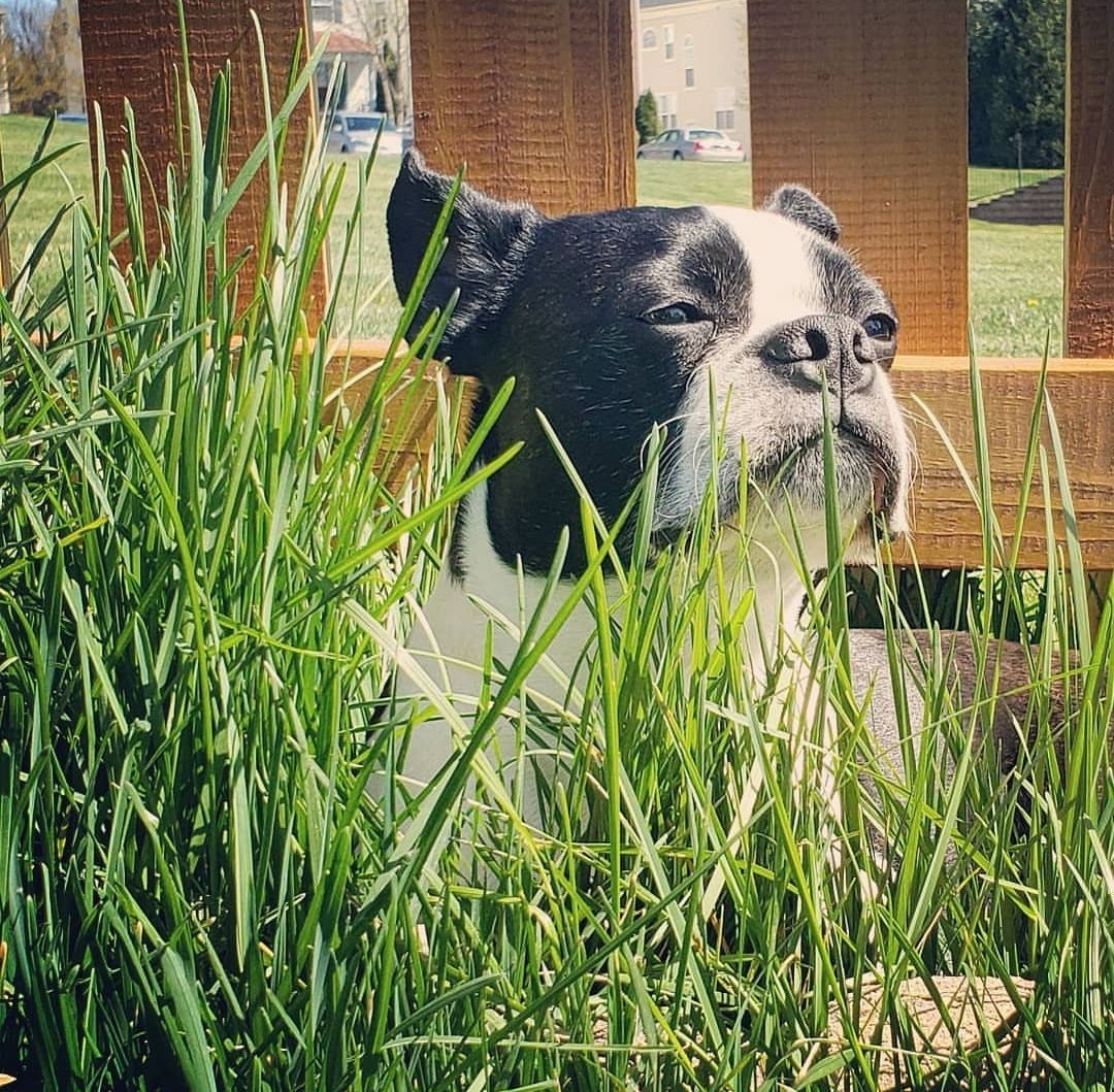 Frank loves the grass before we mow it! | Scrolller