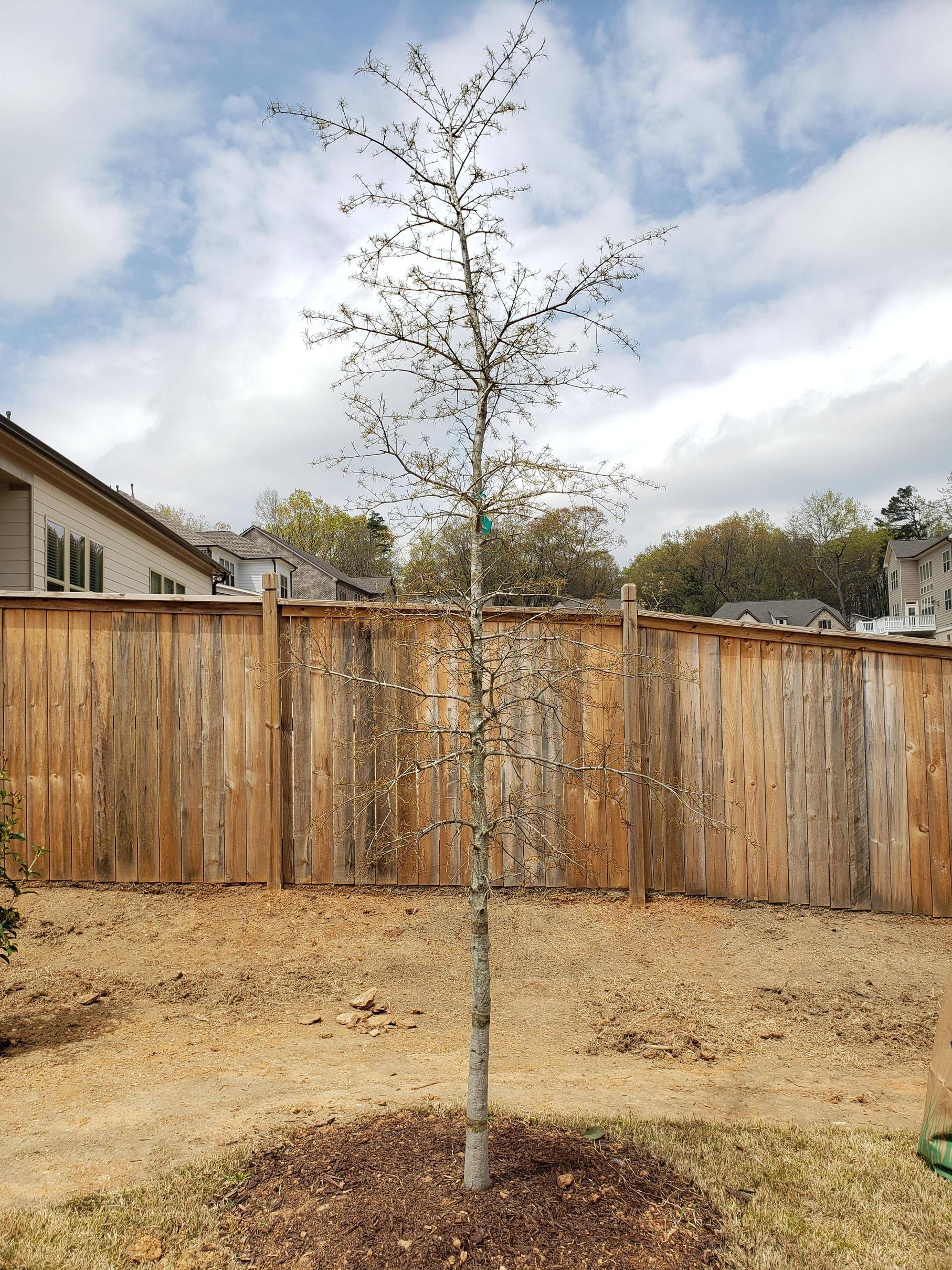 Free 10ft Oak tree. Pickup Suwanee. | Scrolller