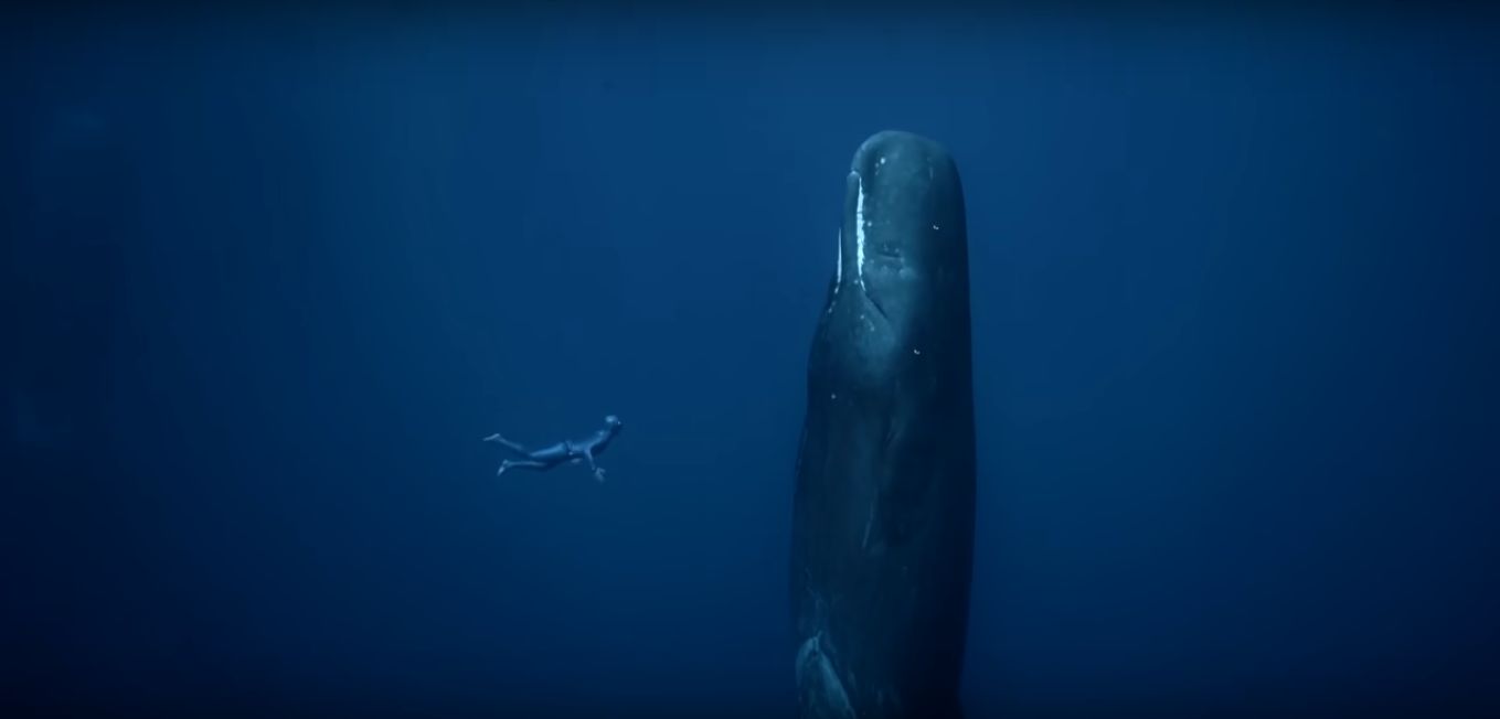 Free diver encounters sleeping whale | Scrolller