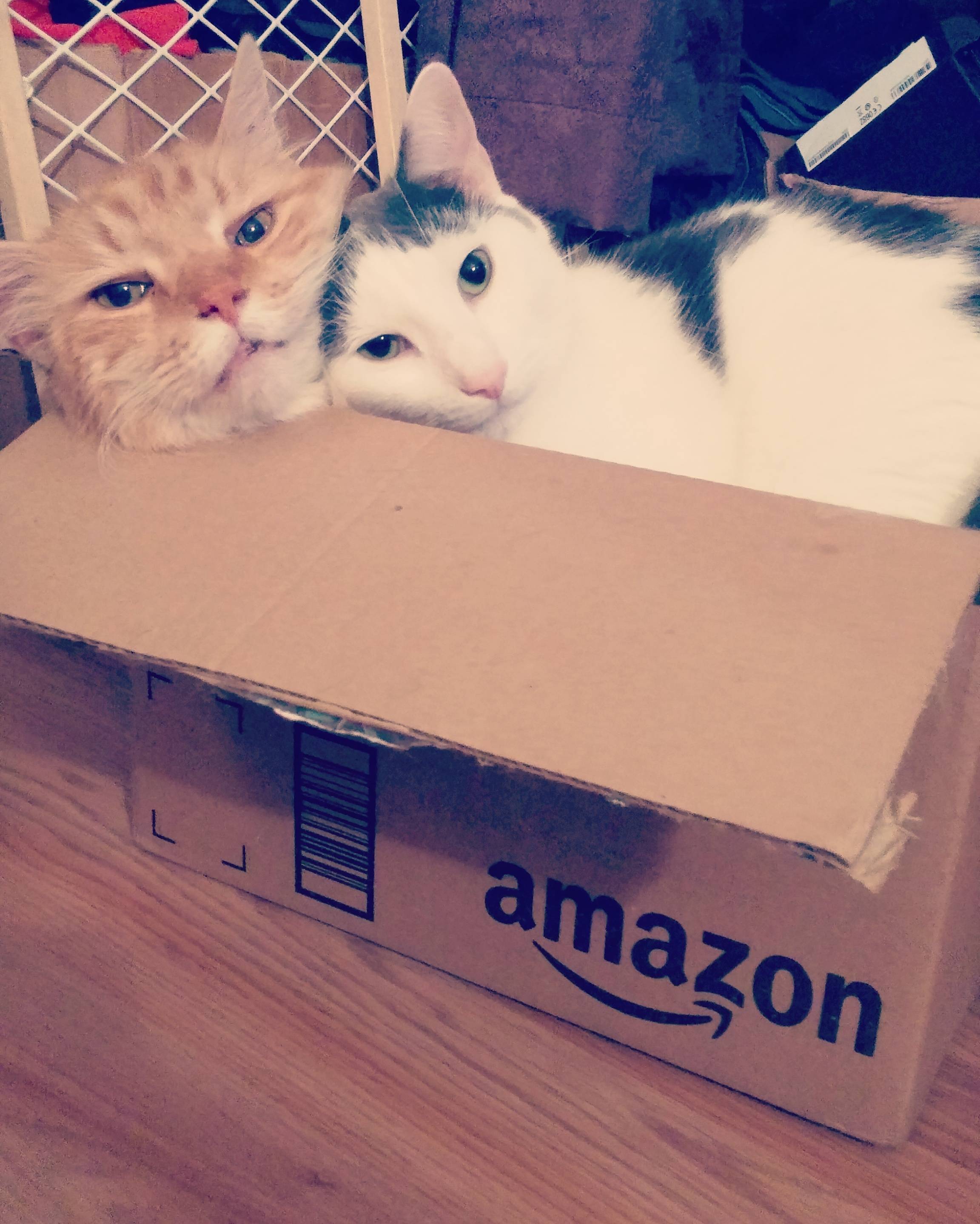 Free from Amazon Prime | Scrolller