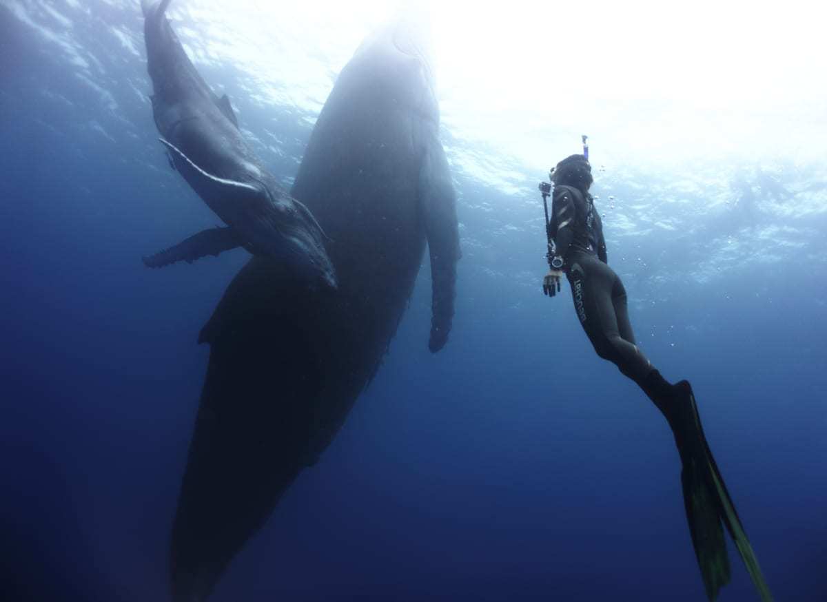 Freediving with humpback whales in Vava'u, Tonga (When they mom is vertically positioned and you ...