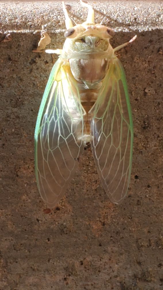 Fresh cicada. | Scrolller