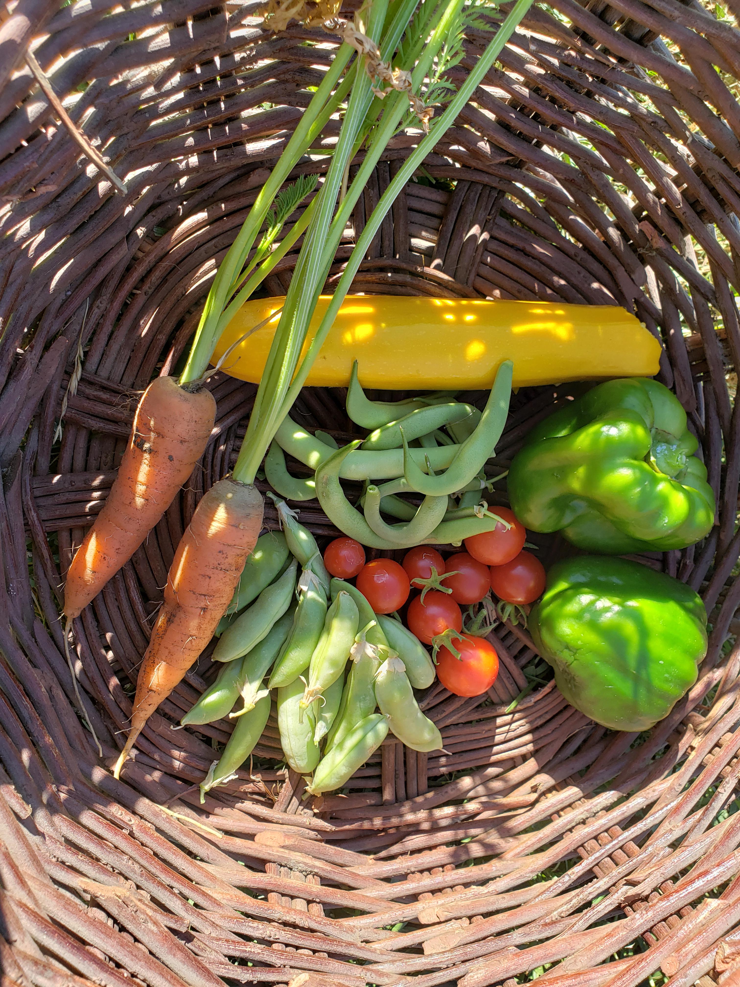 Fresh vegetables from my garden today | Scrolller