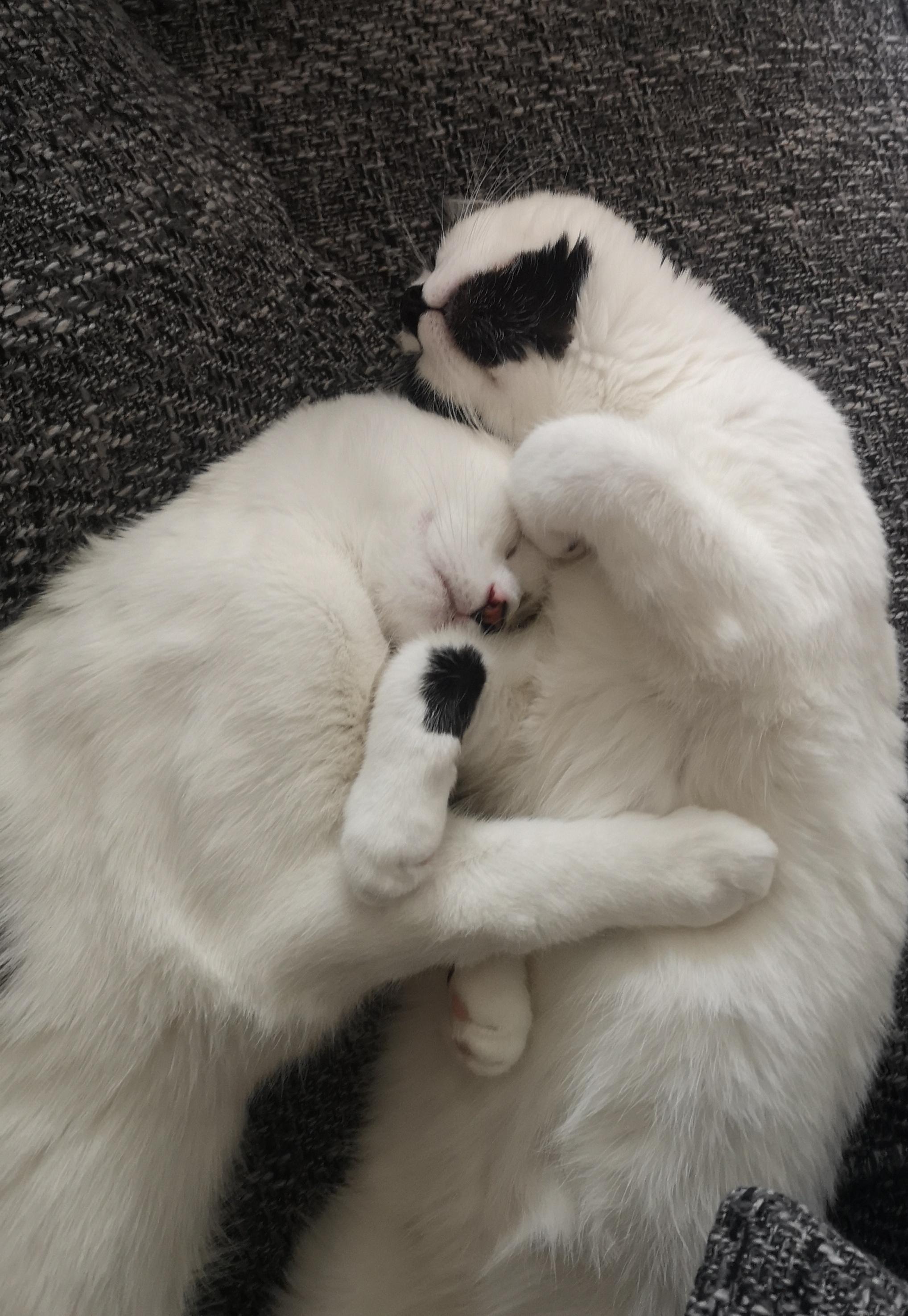 Freya And Mabel Having A Cuddle Scrolller