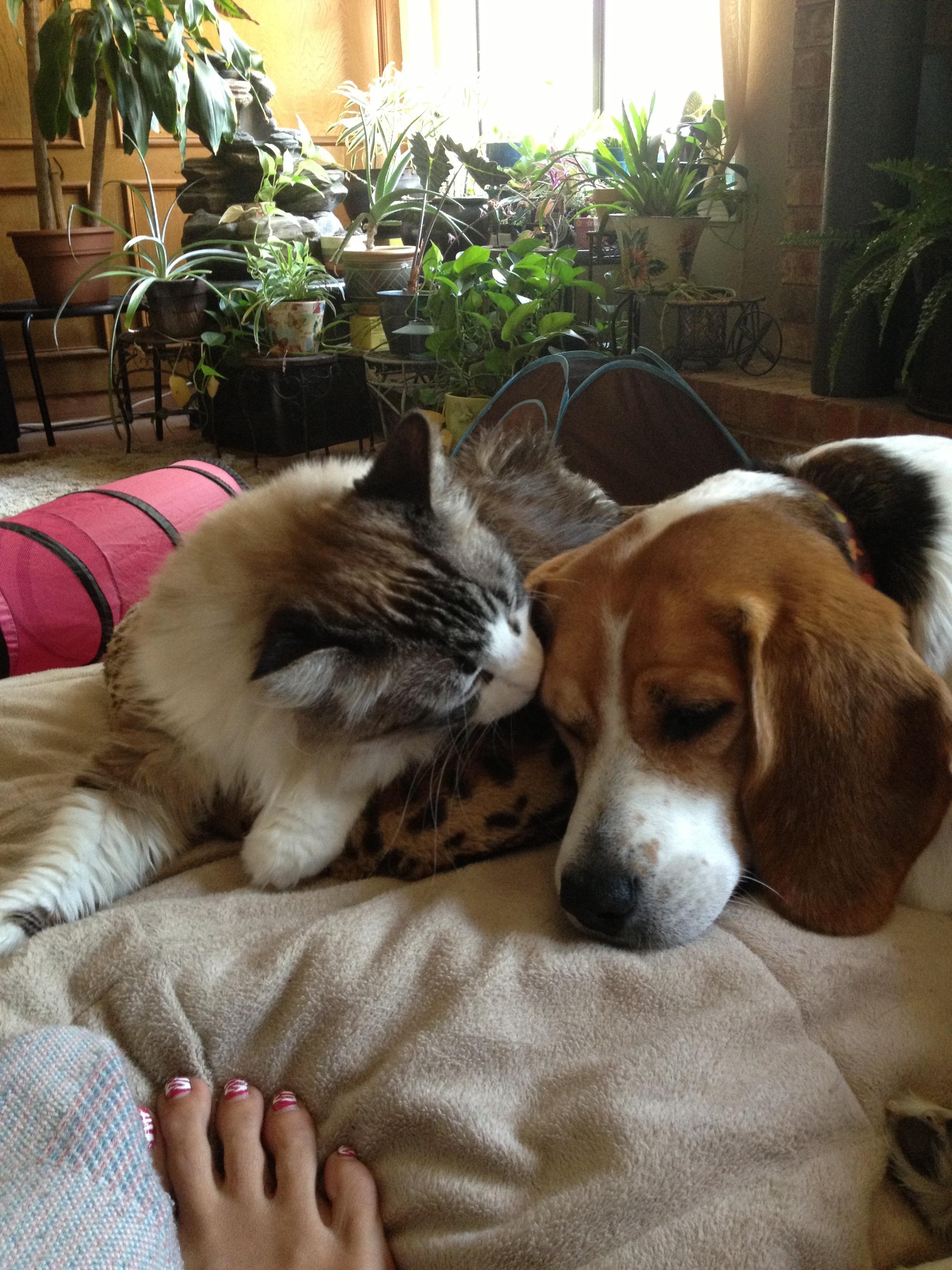 Friends Forever [x-post /r/animalsbeingbros] | Scrolller