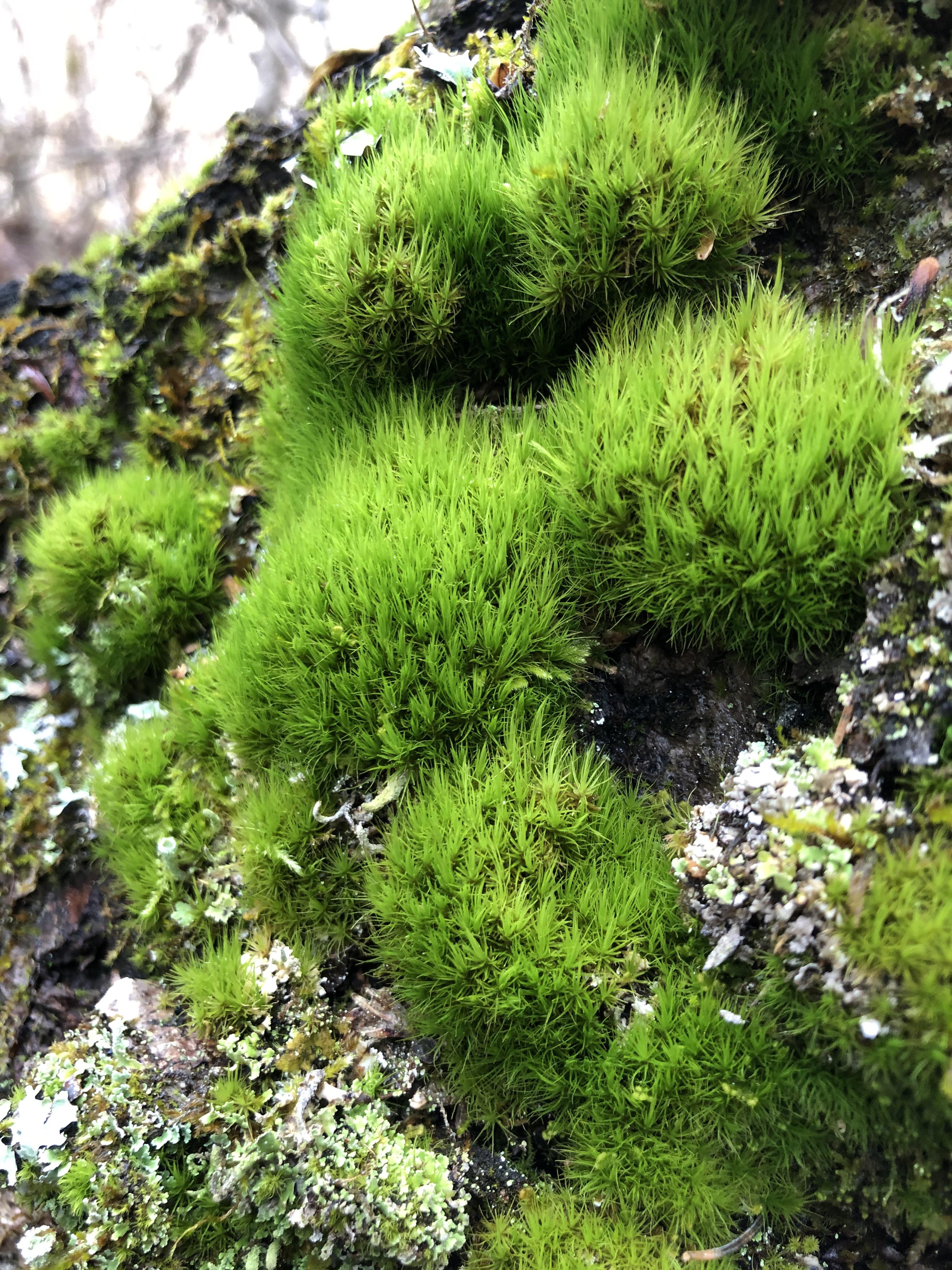 From Algonquin park this past week. | Scrolller