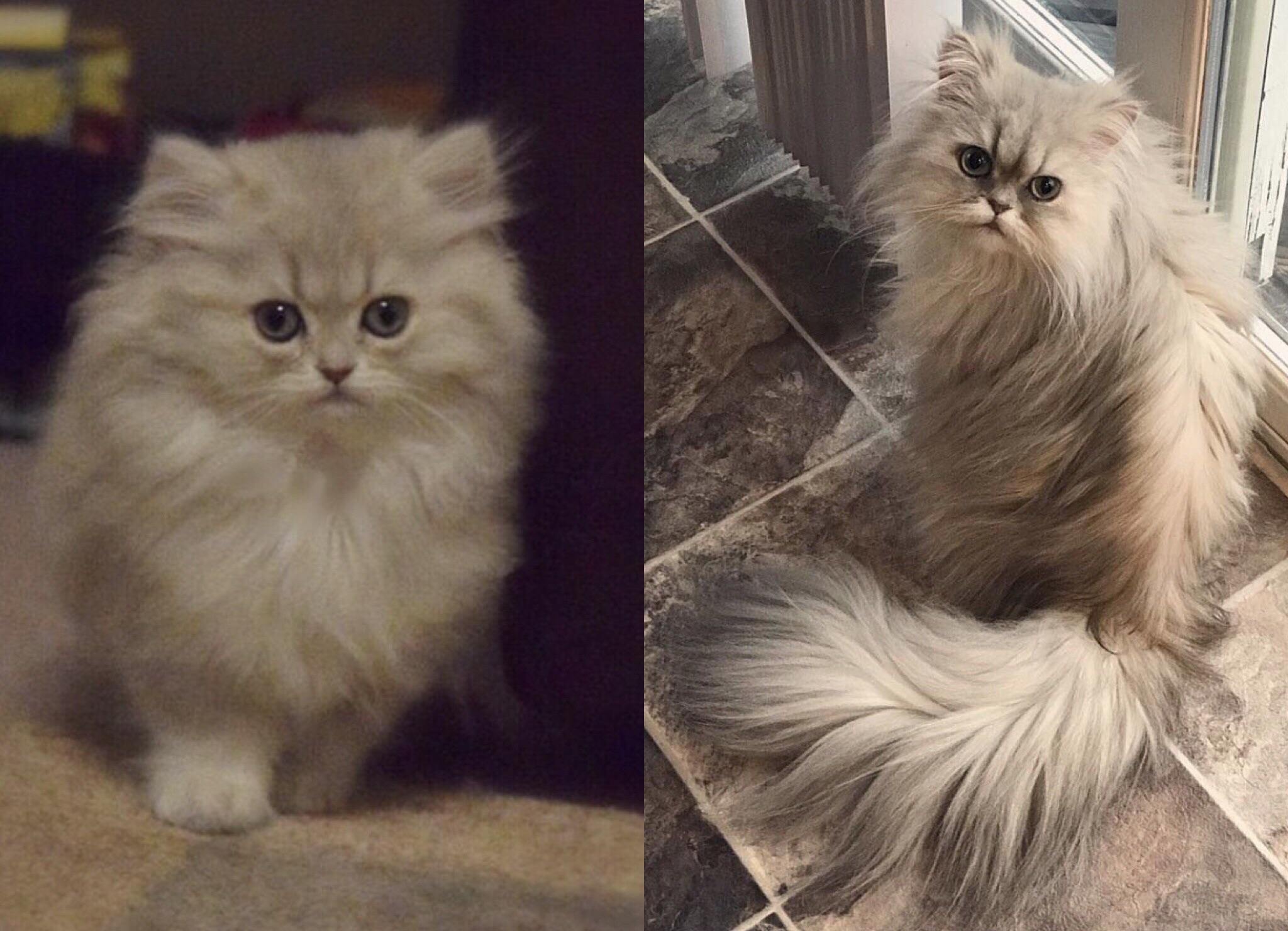 From baby floof to super model floof. | Scrolller