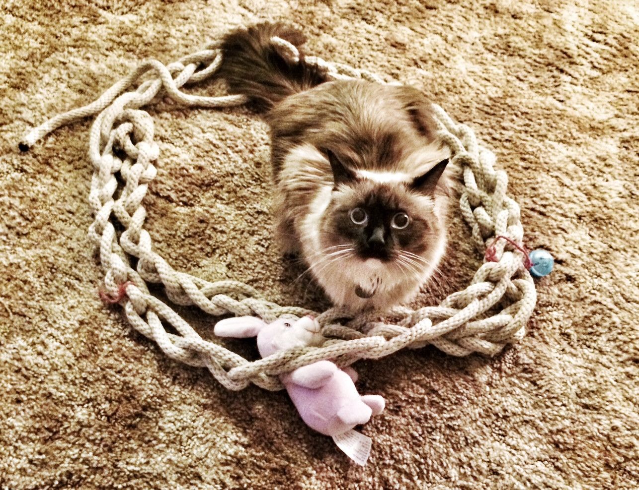 From cat condo to cat circle in less than 1 minute... | Scrolller