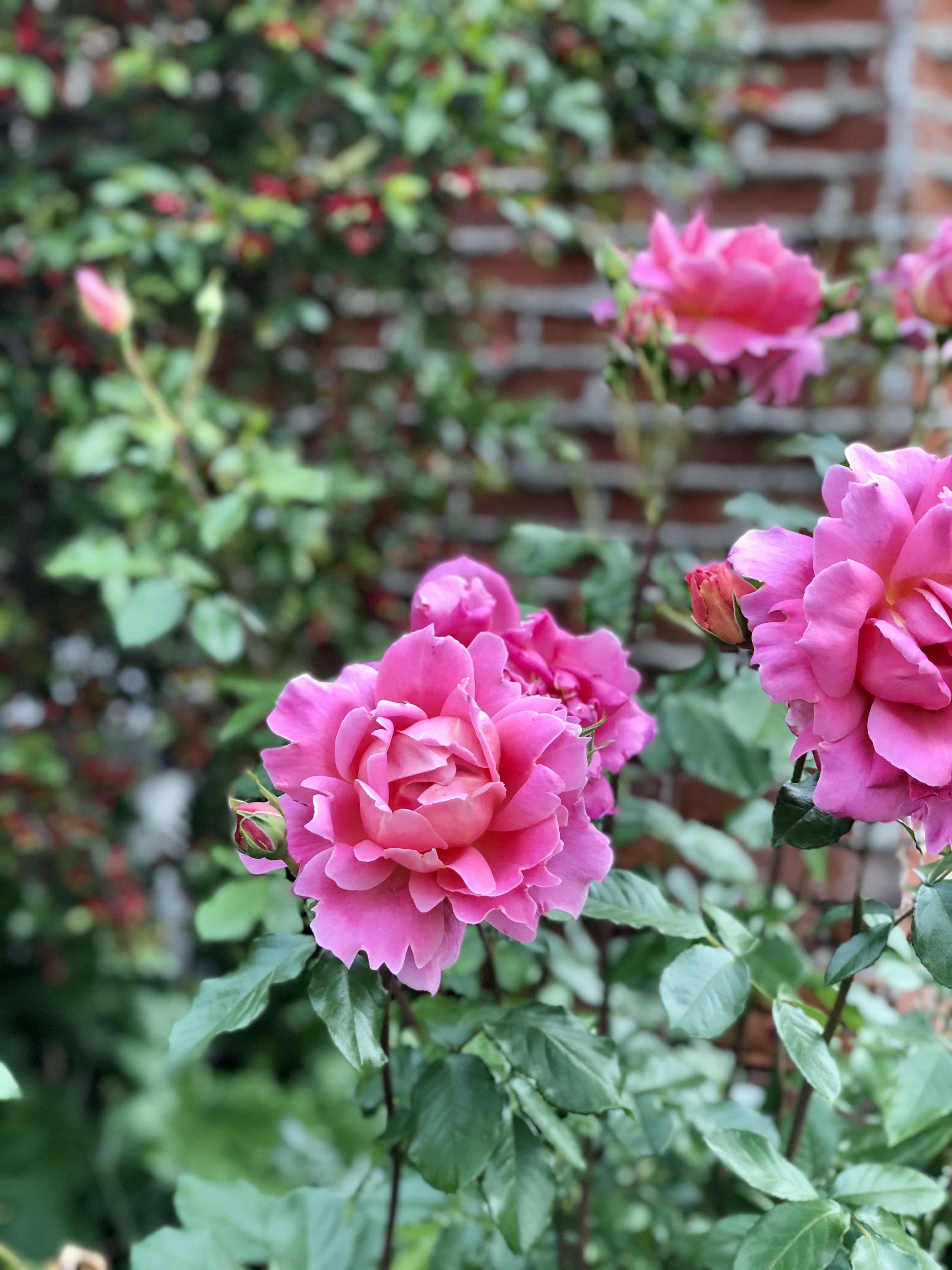 From my front yard. | Scrolller