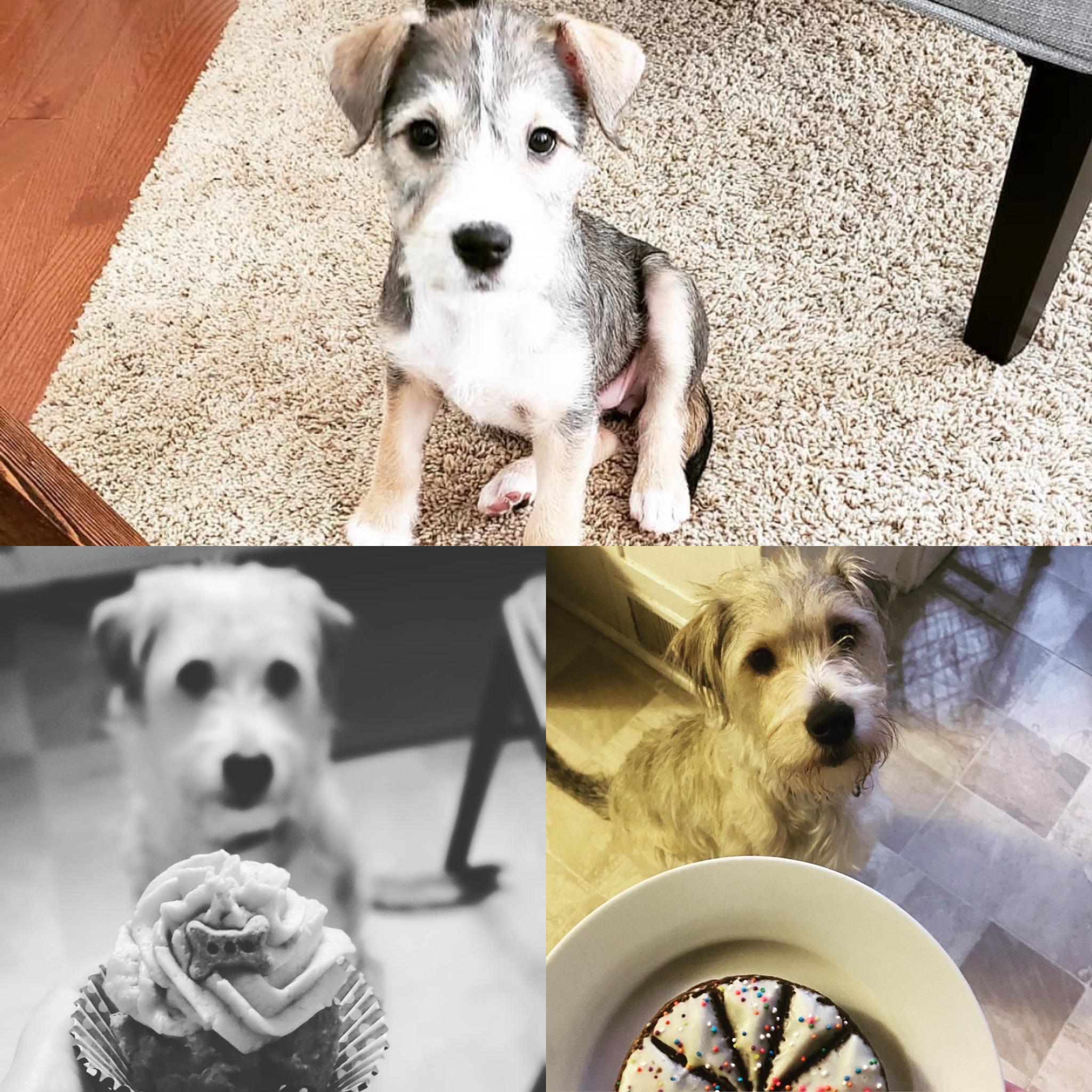 From pupper to doggo ️ | Scrolller