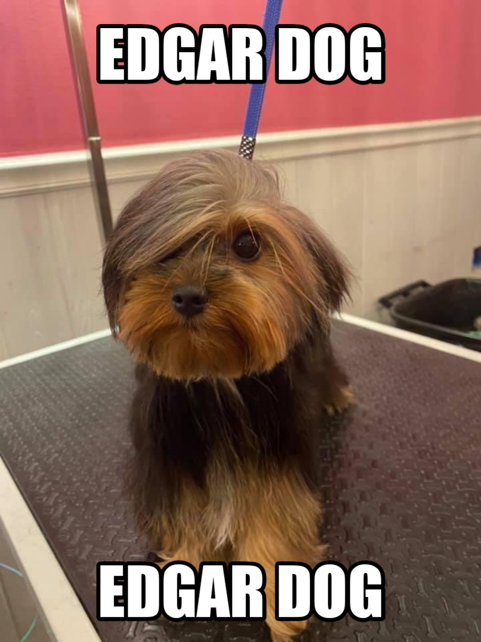 From r/aww | Scrolller